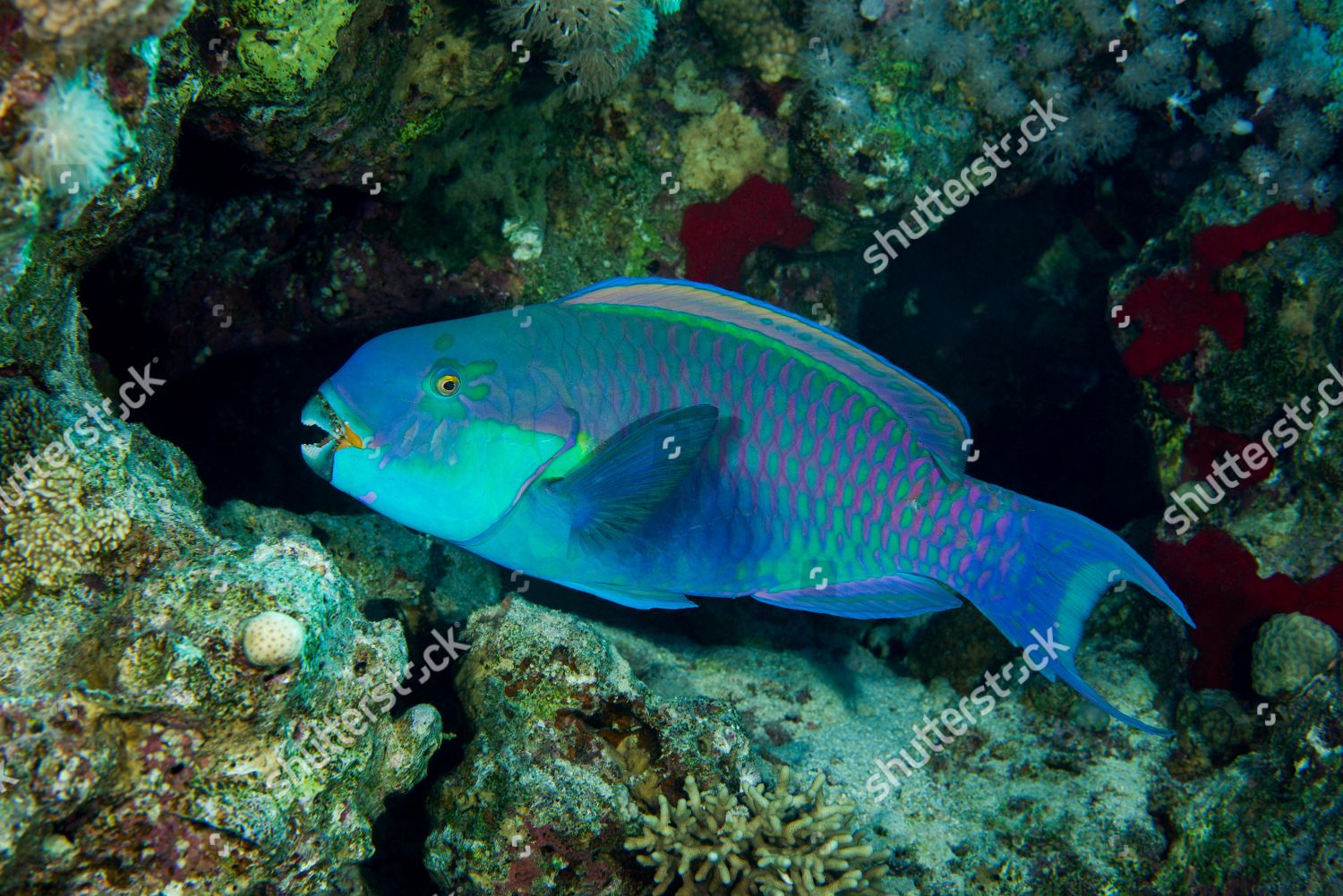 Steephead Parrotfish Chlorurus Gibbus Coral Reef Editorial Stock Photo ...