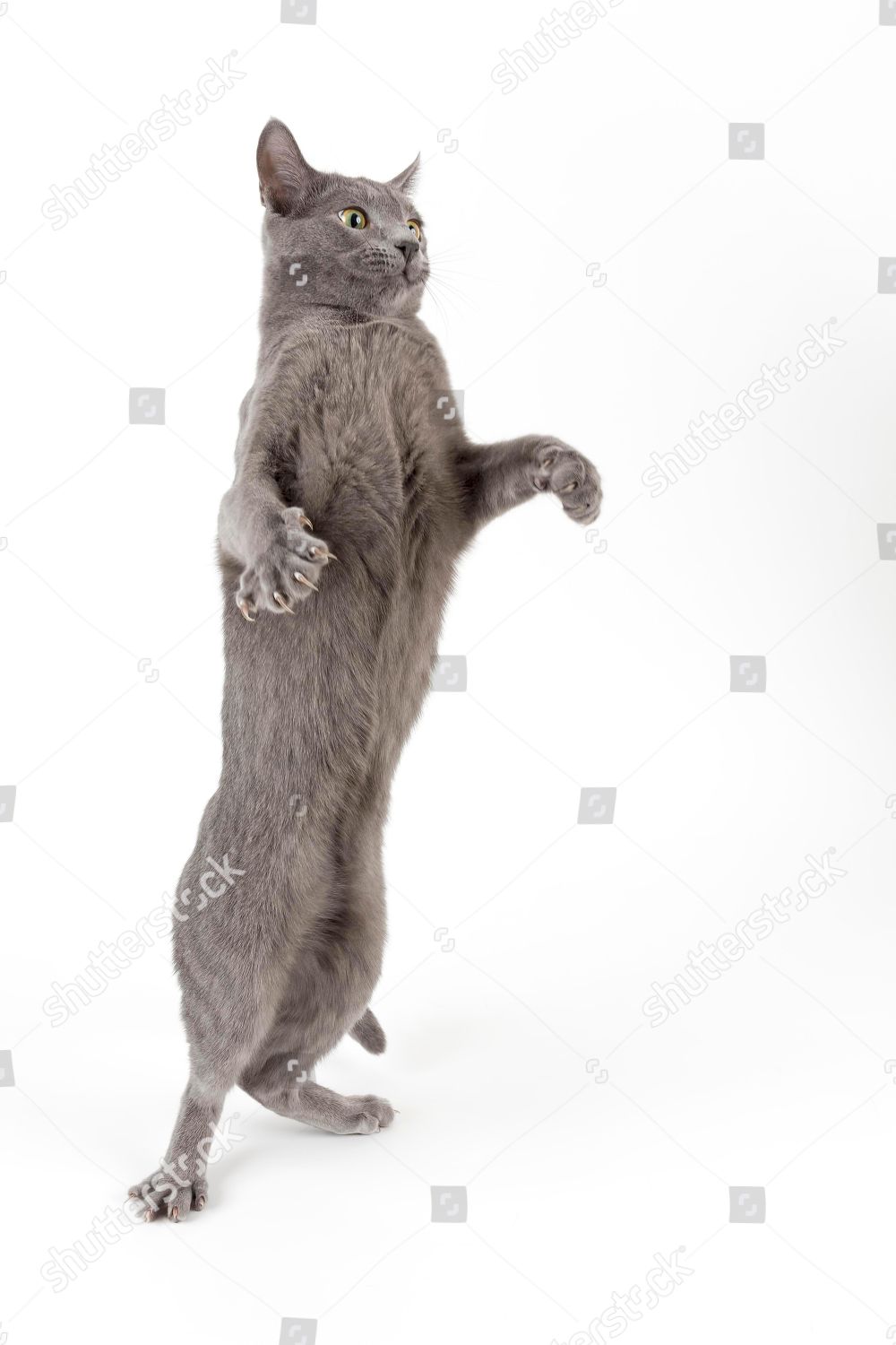 Purebred Cat Russian Blue Male Cat Editorial Stock Photo - Stock Image ...