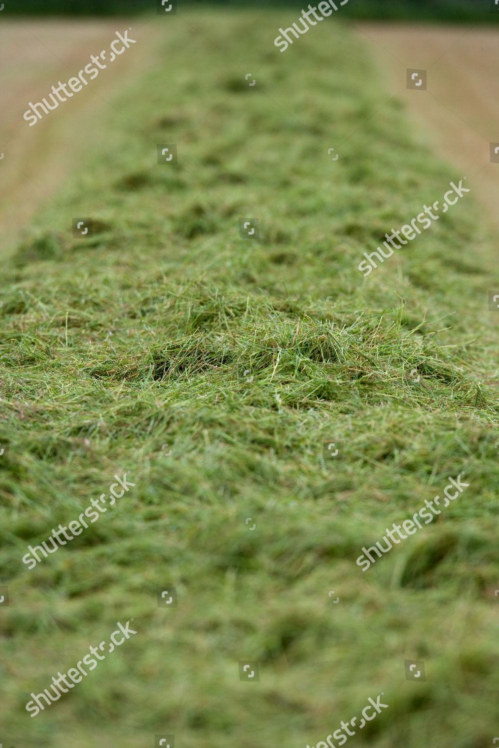 Silage Rows Ready Harvest Feed Dairy Editorial Stock Photo - Stock ...