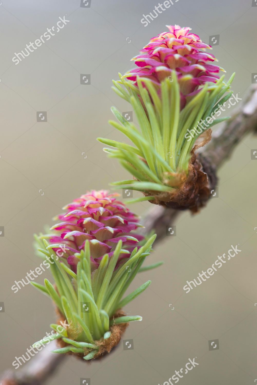 Female Flowers Larch Larix Decidua Emsland Editorial Stock Photo ...