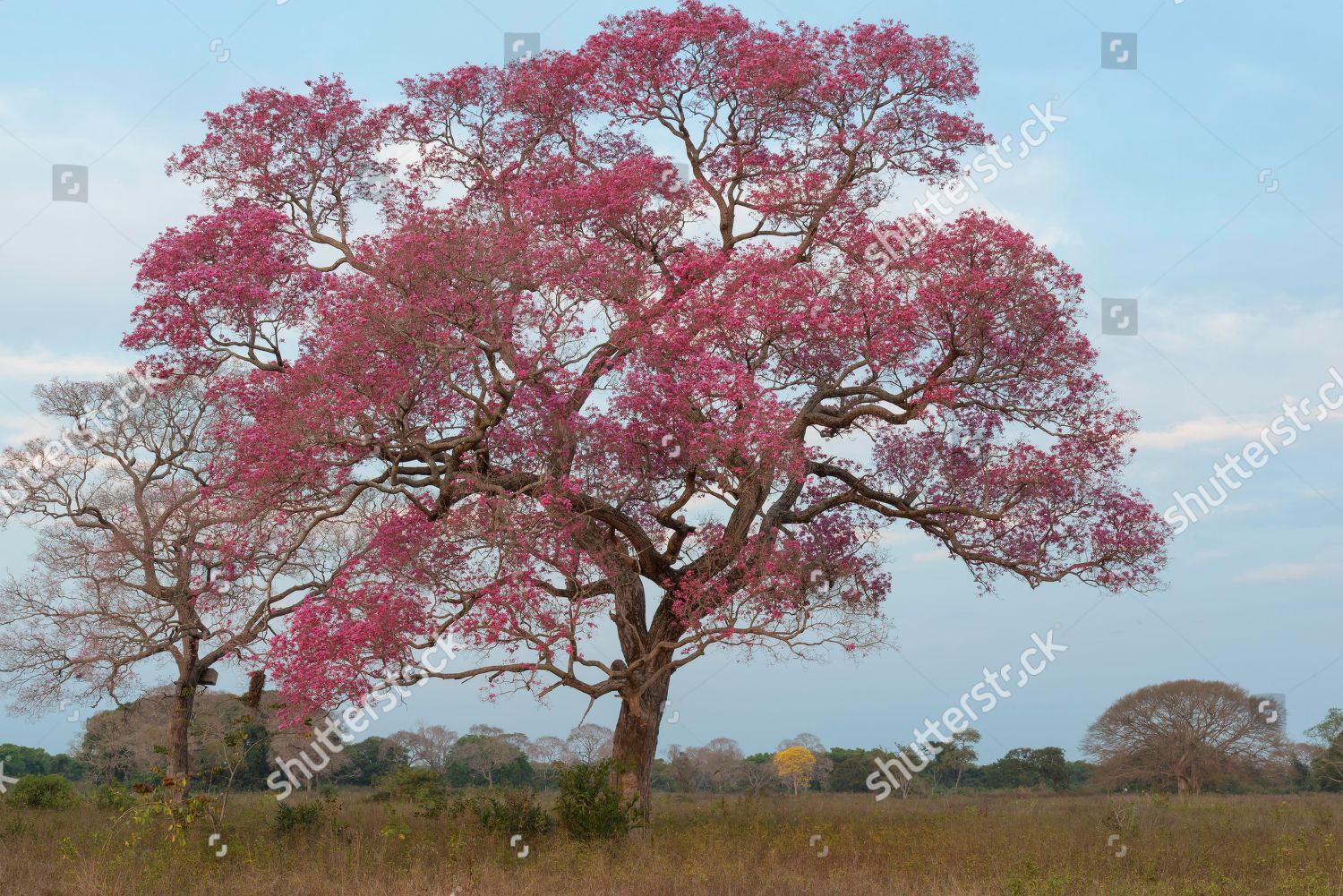 Pink Ipe Tree Tabebuia Ipe During Editorial Stock Photo - Stock Image ...