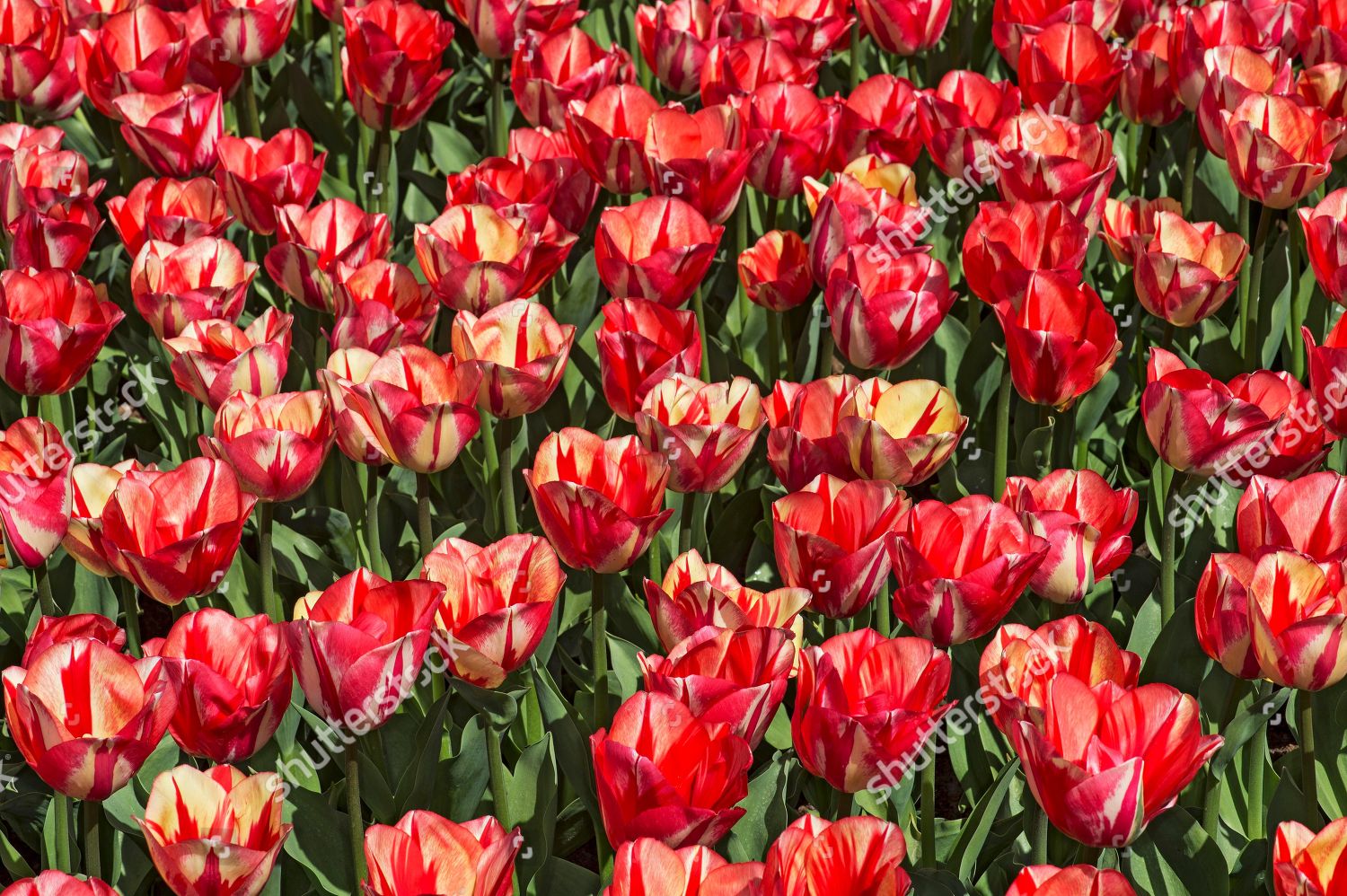 Tulips Tulipa Spryng Break Field Bollenstreek Editorial Stock Photo ...