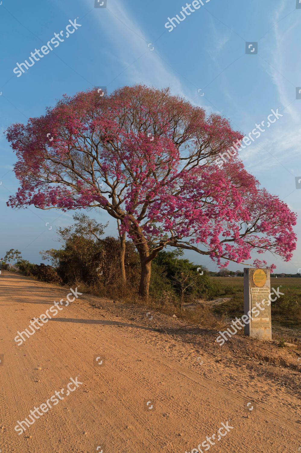 Pink Ipe Tree Tabebuia Ipe During Editorial Stock Photo - Stock Image ...