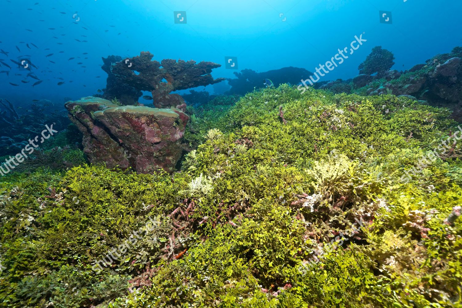 Coral Reef Fouling Halimeda Algae Halimeda Editorial Stock Photo ...