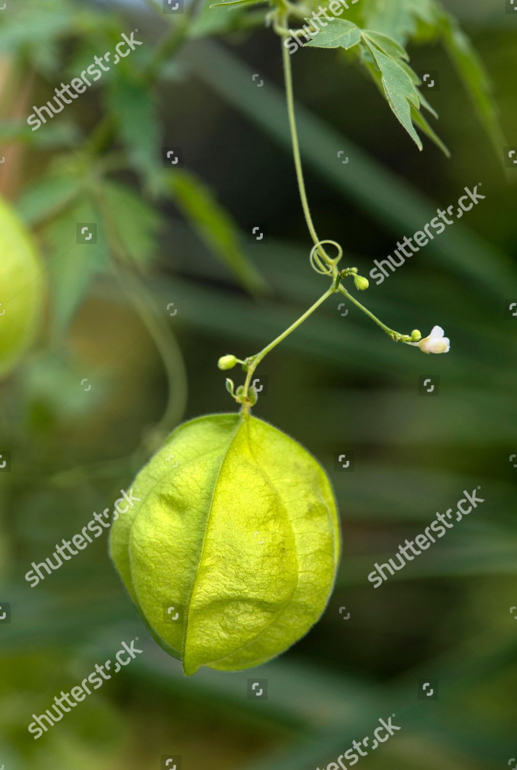 Balloon Plant Cardiospermum Halicacabum Medicinal Plant Editorial Stock ...