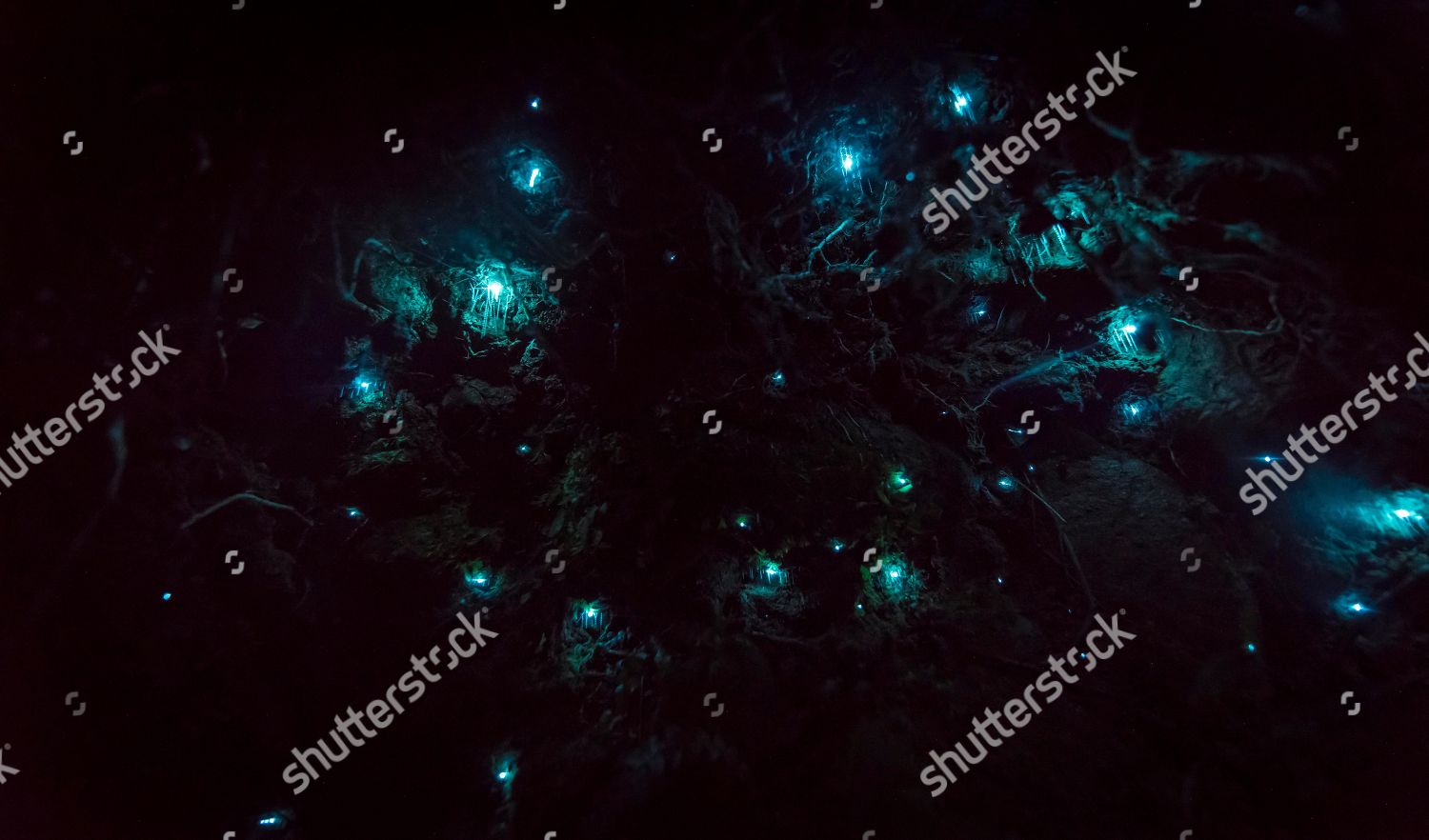 Bioluminescence Luminous Glowworm Maggot Fungus Gnats Editorial Stock ...