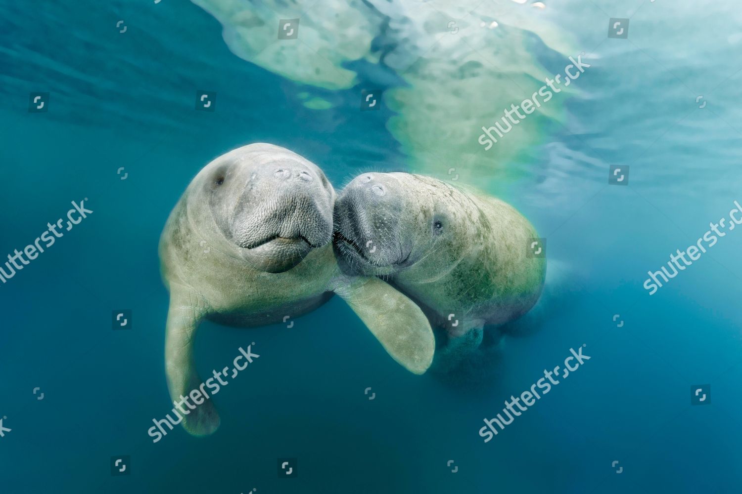 Two West Indian Manatees Trichechus Manatus Editorial Stock Photo ...