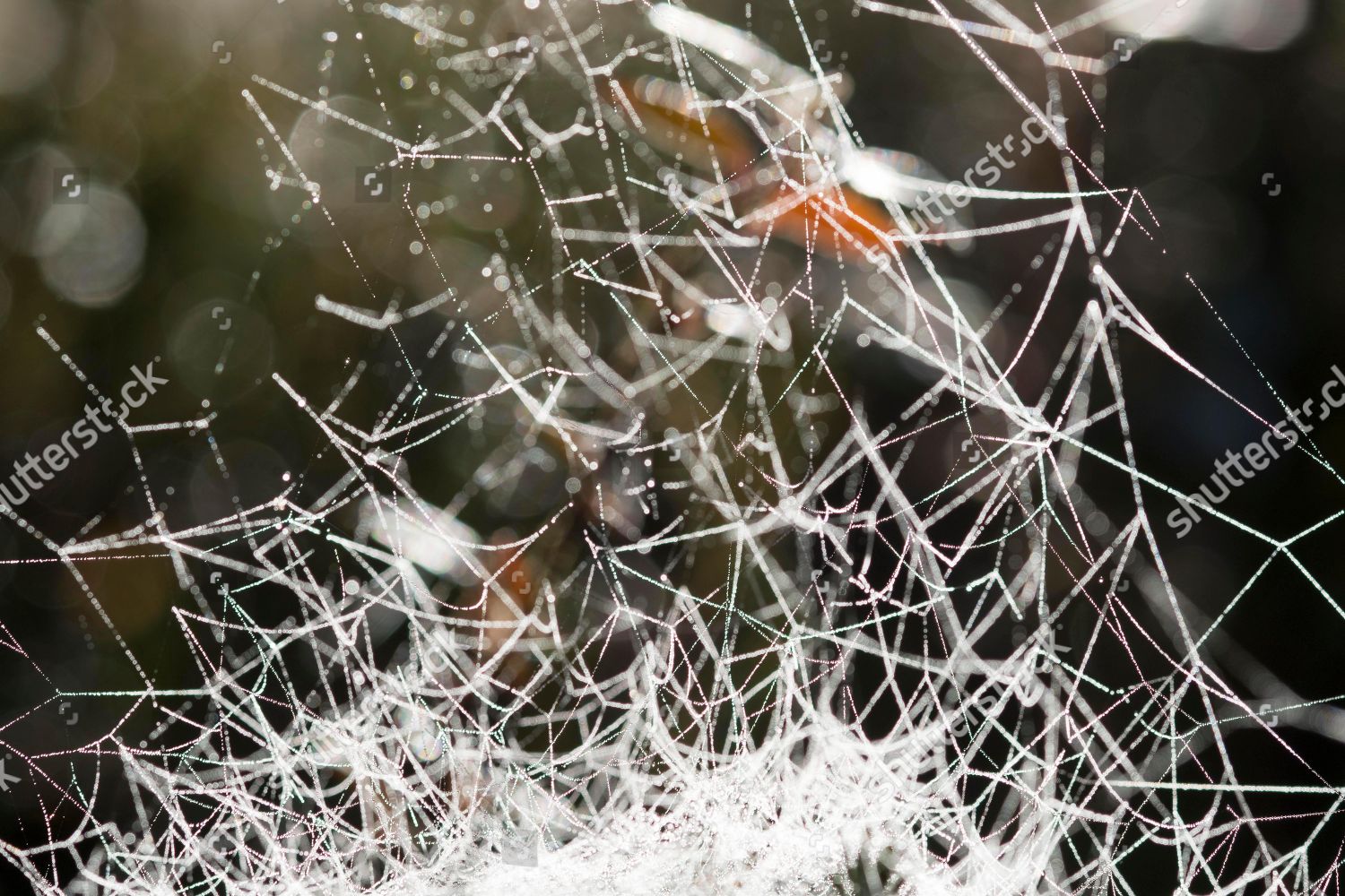 Cobweb Sheet Weaver Linyphiidae Isar Upper Editorial Stock Photo ...