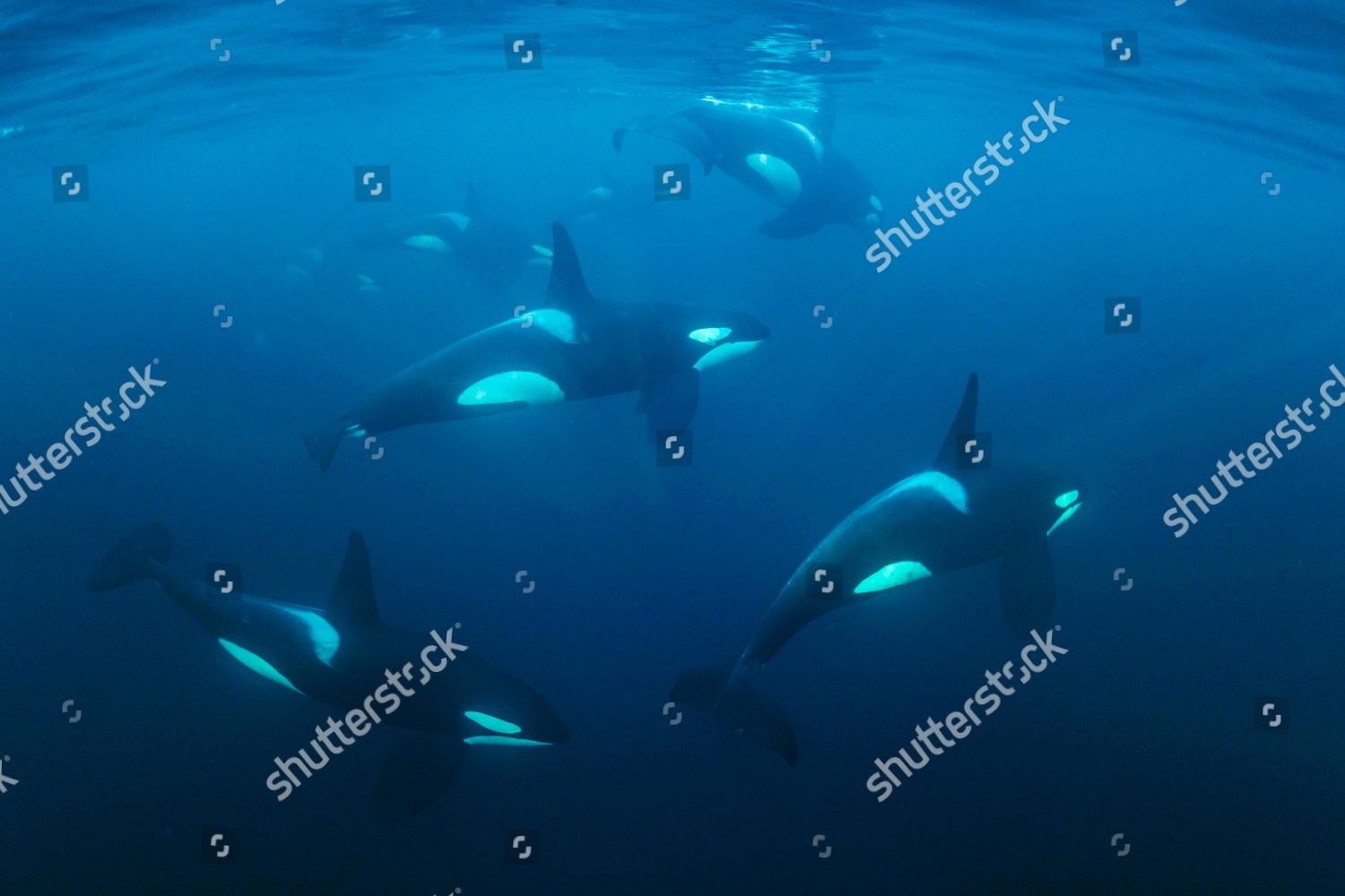 Schools Killer Whales Orcinus Orca Norway Editorial Stock Photo - Stock ...