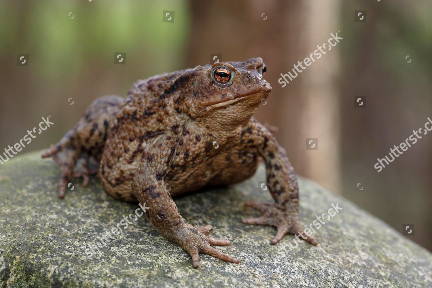 Common Toad Bufo Bufo Female During Editorial Stock Photo - Stock Image ...