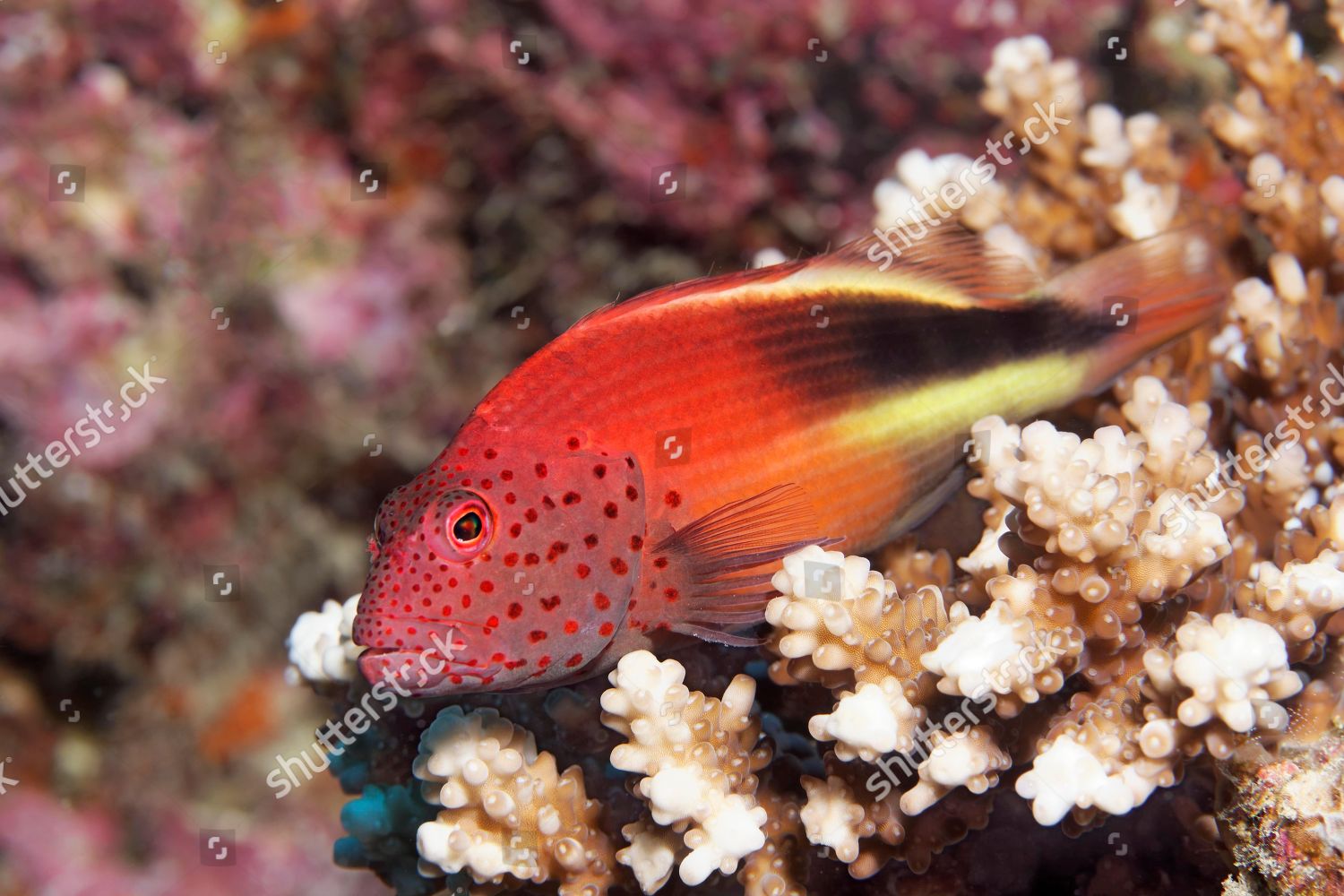 Blackside Hawkfish Paracirrhites Forsteri Indian Ocean Editorial Stock ...
