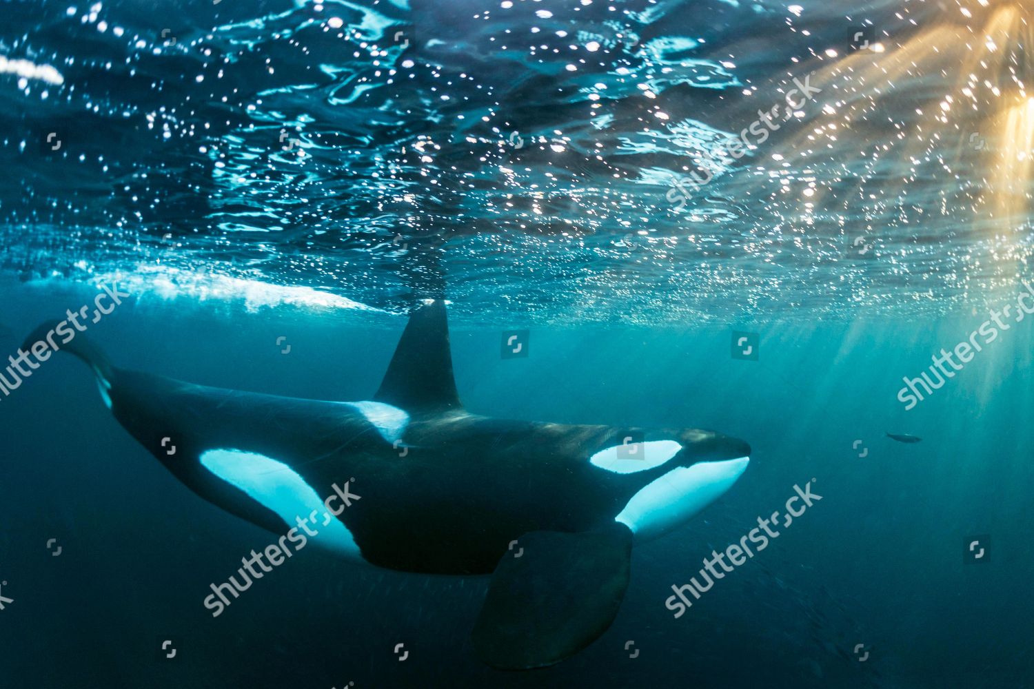Orca Orcinus Orca Below Water Surface Editorial Stock Photo - Stock ...
