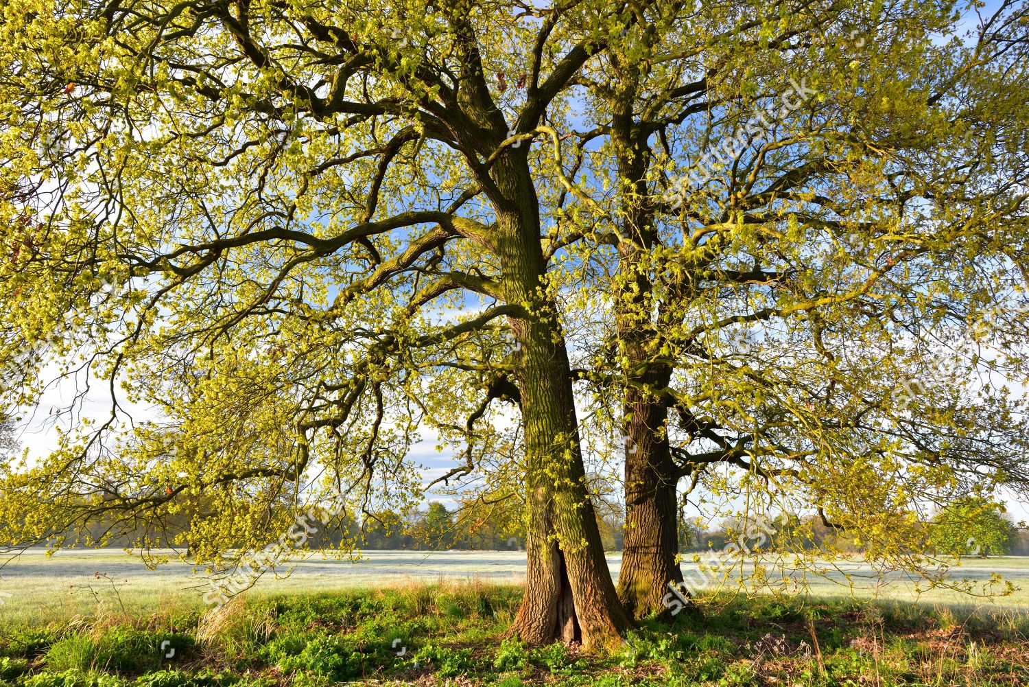 Solitary Oak Tree English Oak Quercus Editorial Stock Photo - Stock ...