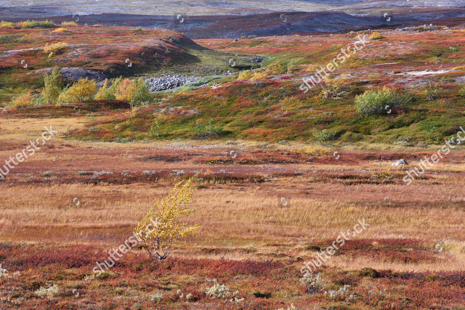 Fell Landscape Colorful Fall Foliage Saltfjelletsvartisen Editorial ...