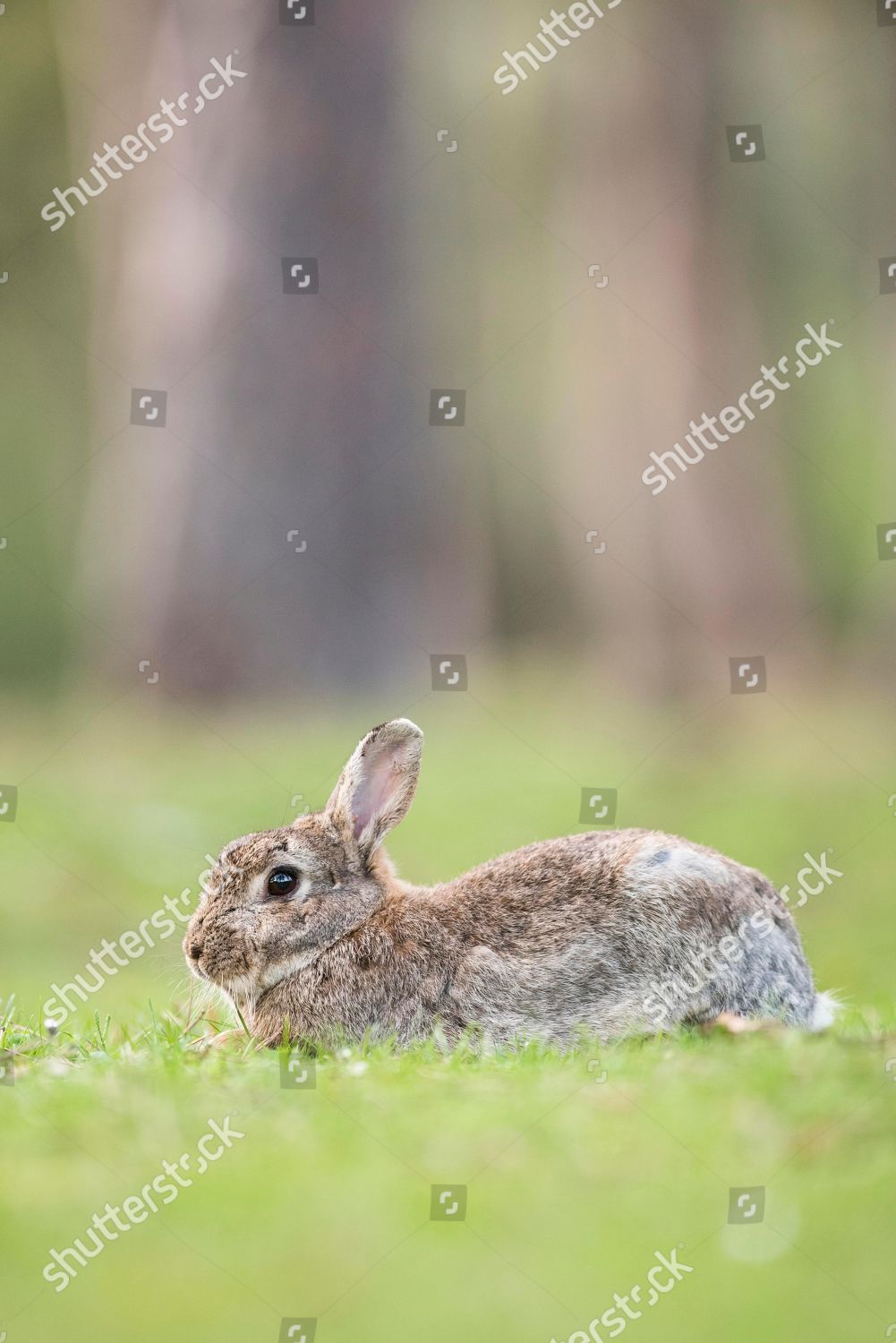 European Rabbit Oryctolagus Cuniculus Lower Austria Editorial Stock ...