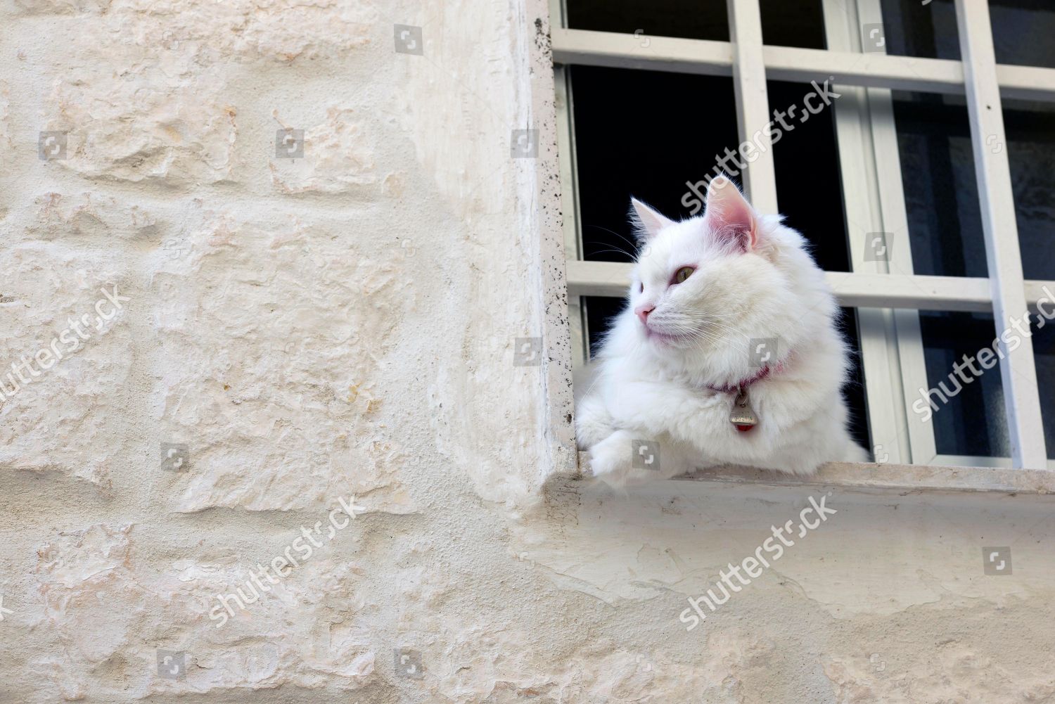 White Cat Window White Town Ostuni Editorial Stock Photo - Stock Image ...
