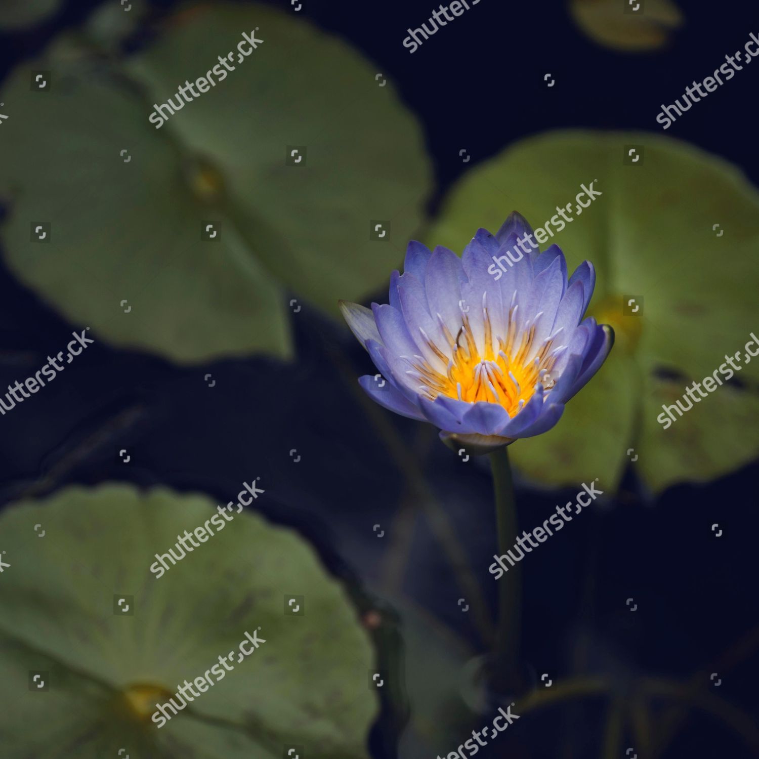 Blue Water Lily Nymphaea Groendal Nature Editorial Stock Photo - Stock ...