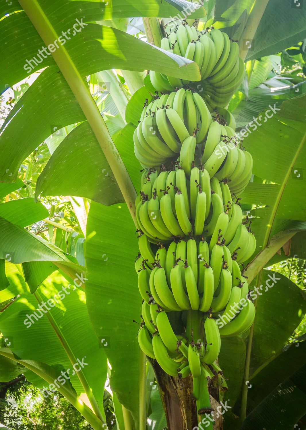 Closeup Giant Cavendish Banana Bunch On Editorial Stock Photo - Stock ...