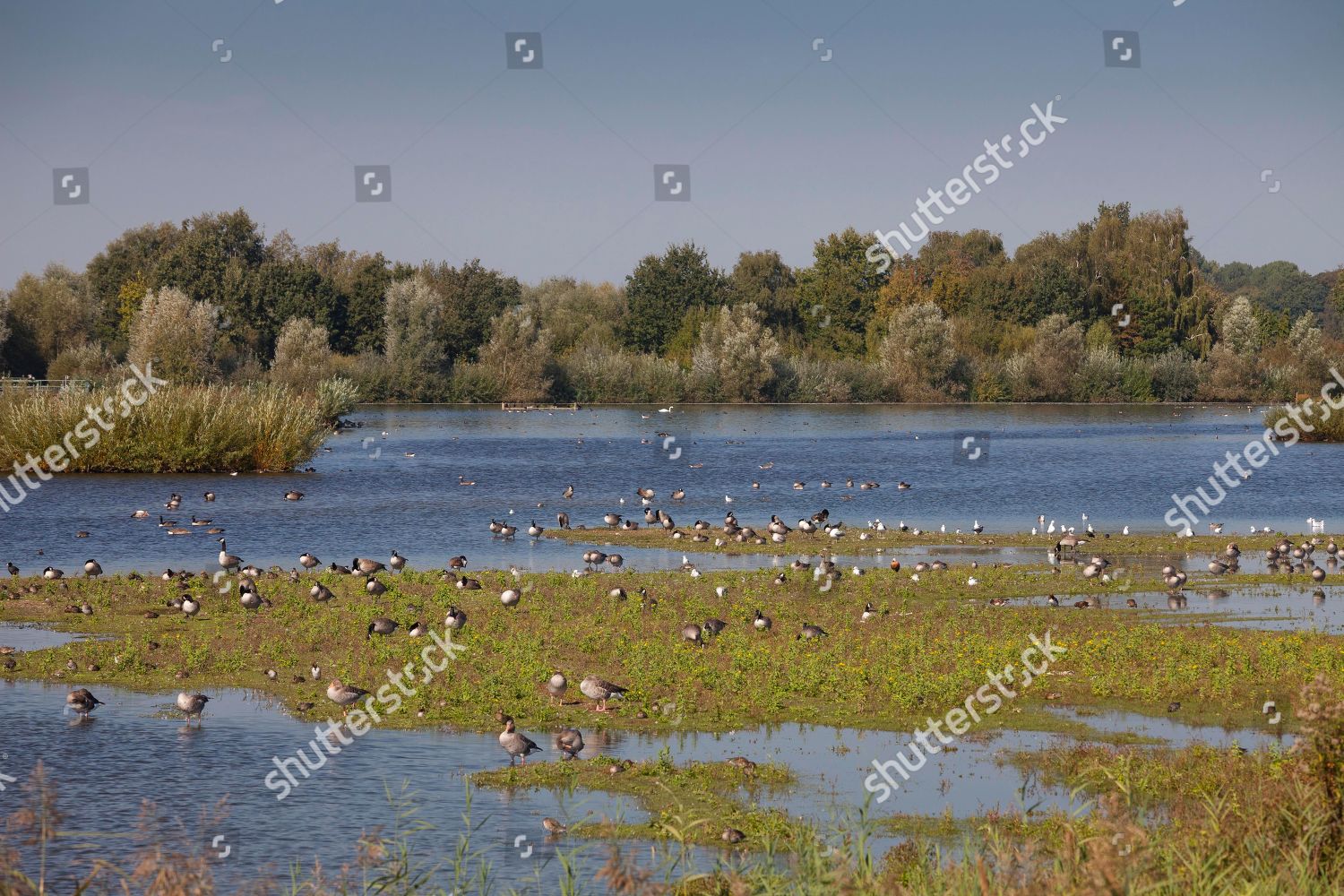 Birds Geese Bird Reserve Nature Reserve Editorial Stock Photo - Stock ...