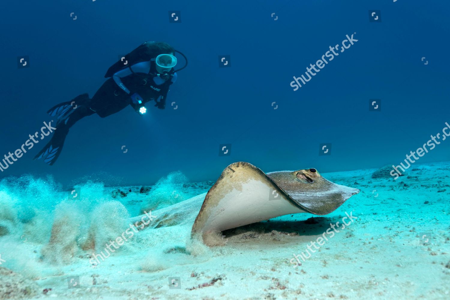Model Released Cowtail Stingray Pastinachus Sephen Editorial Stock ...
