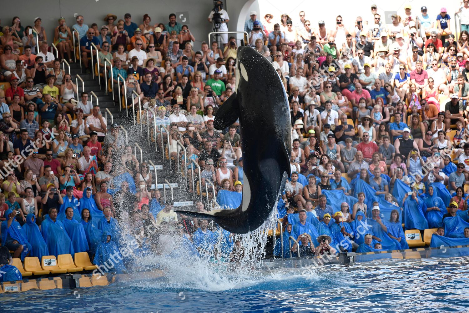 Orca Orcinus Orca Jumping Out Water Editorial Stock Photo - Stock Image ...