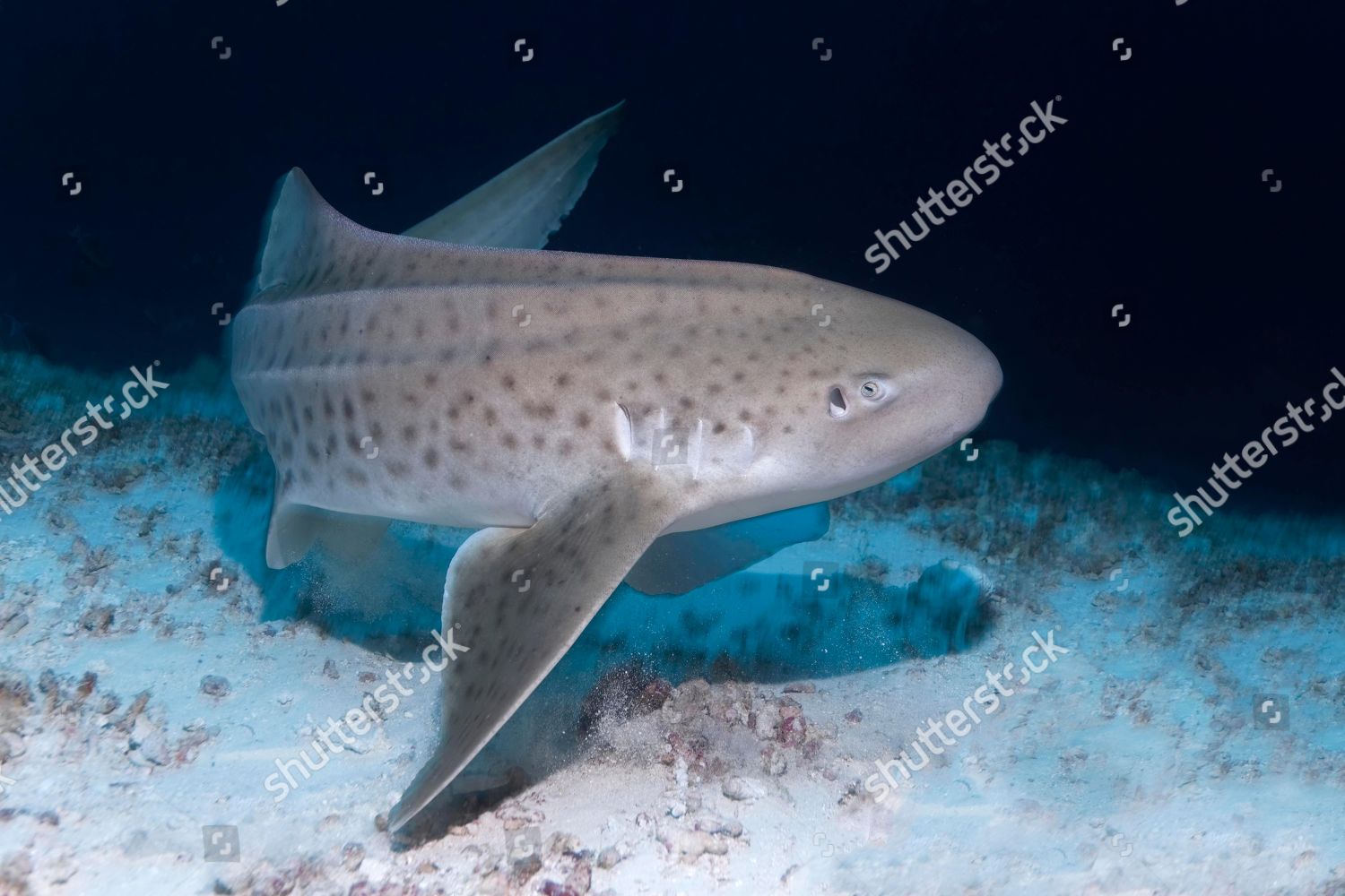 Zebra Shark Stegostoma Fasciatum Along Sandy Editorial Stock Photo ...
