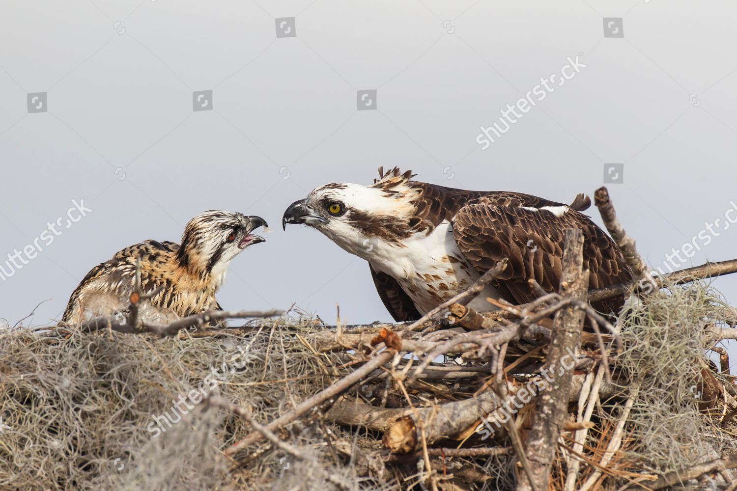 Adult Osprey Pandion Haliaetus Carolinensis Feeding Editorial Stock ...