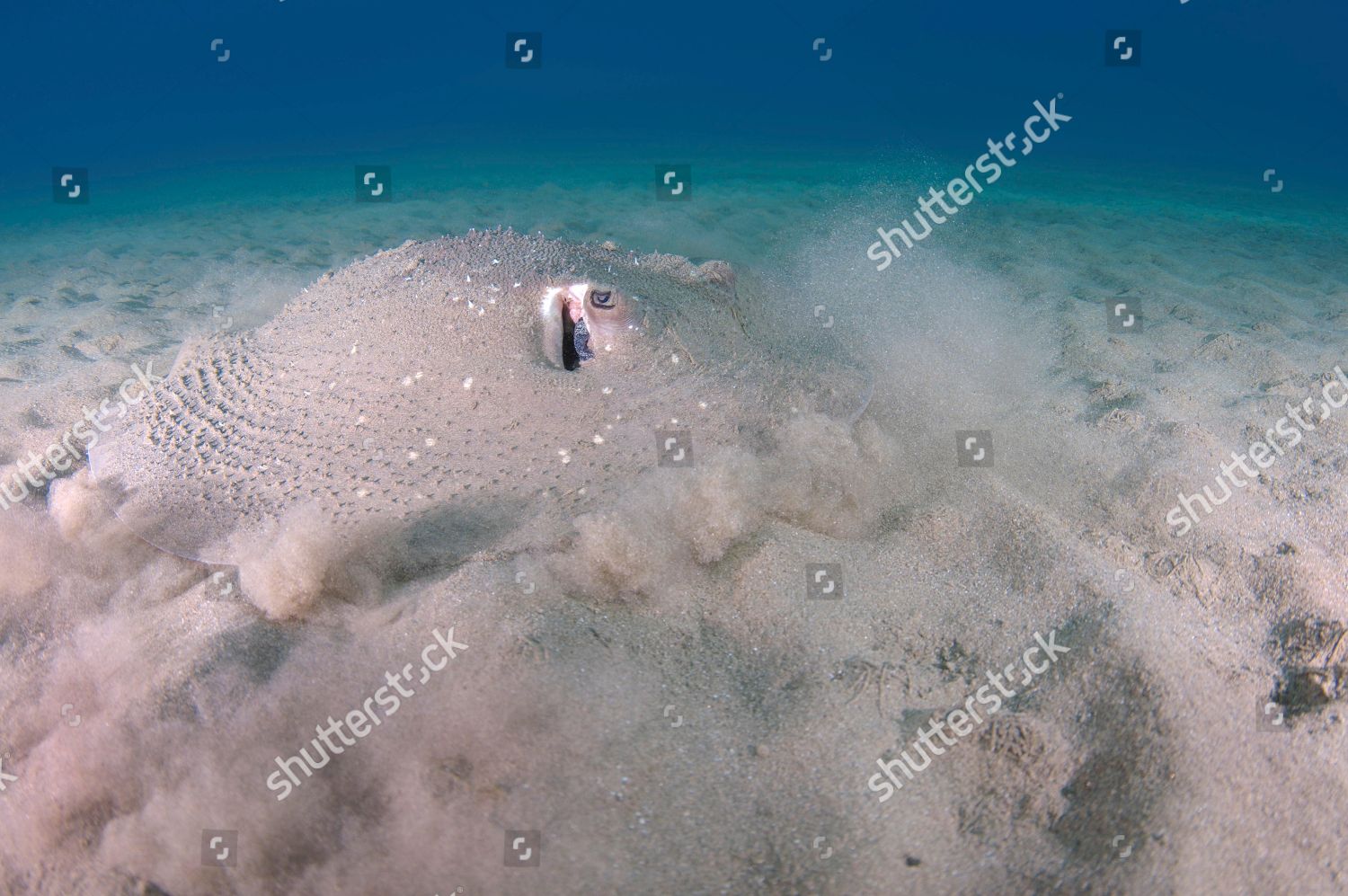 Round Ribbontail Ray Blotched Fantail Ray Editorial Stock Photo - Stock ...