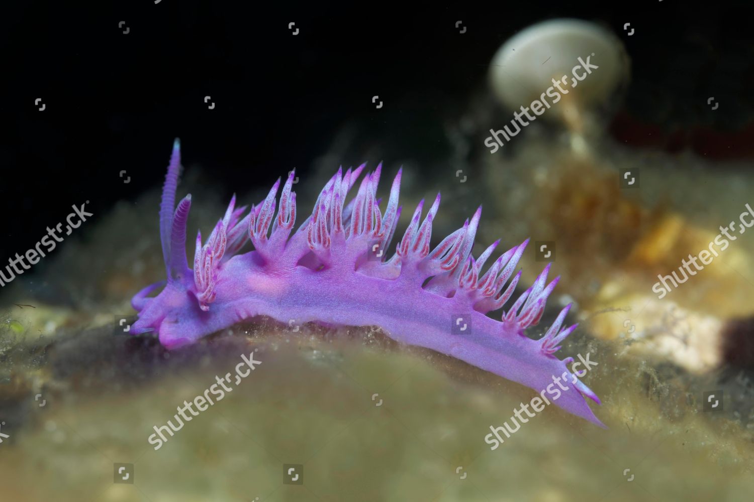 Violet Sea Slug Flabellina Affinis Sithonia Editorial Stock Photo ...