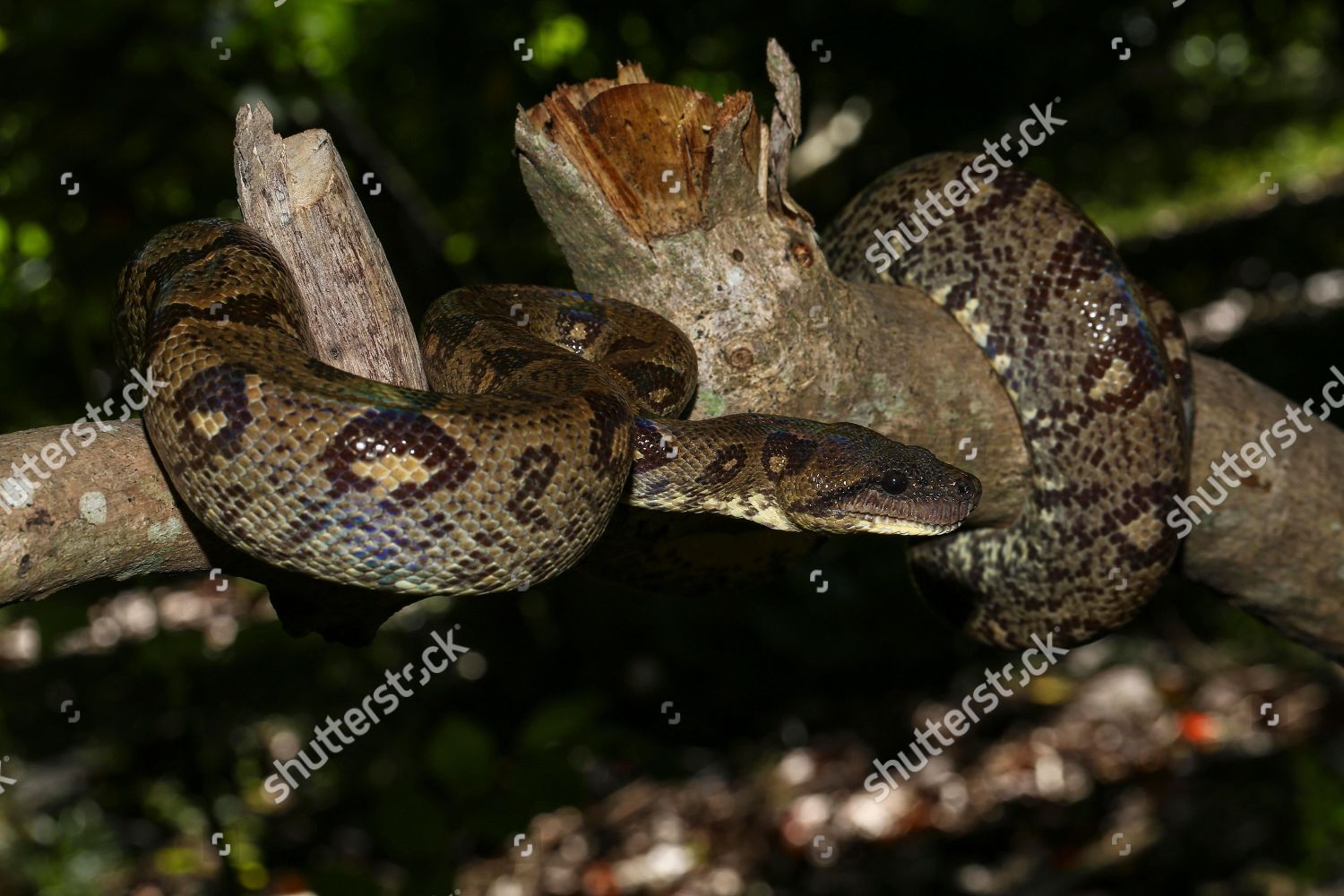 Madagascar Tree Boa Sanzinia Madagascariensis Volontany Editorial Stock ...