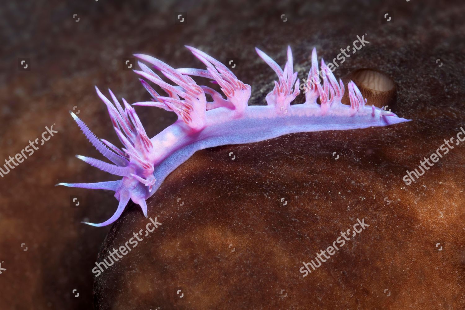 Violet Sea Slug Flabellina Affinis Sithonia Editorial Stock Photo ...