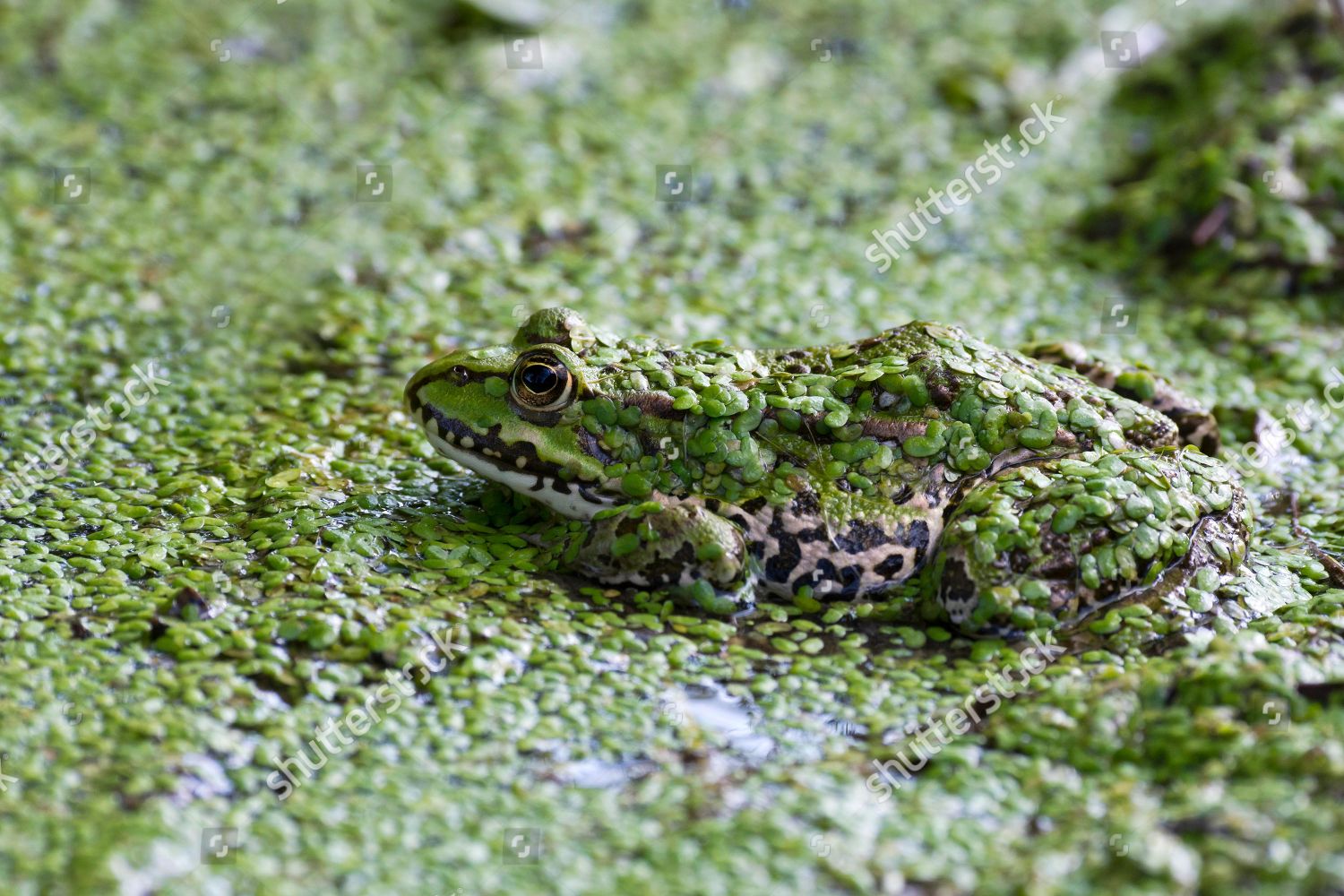 Edible Frog Rana Esculenta Duckweed Water Editorial Stock Photo - Stock ...
