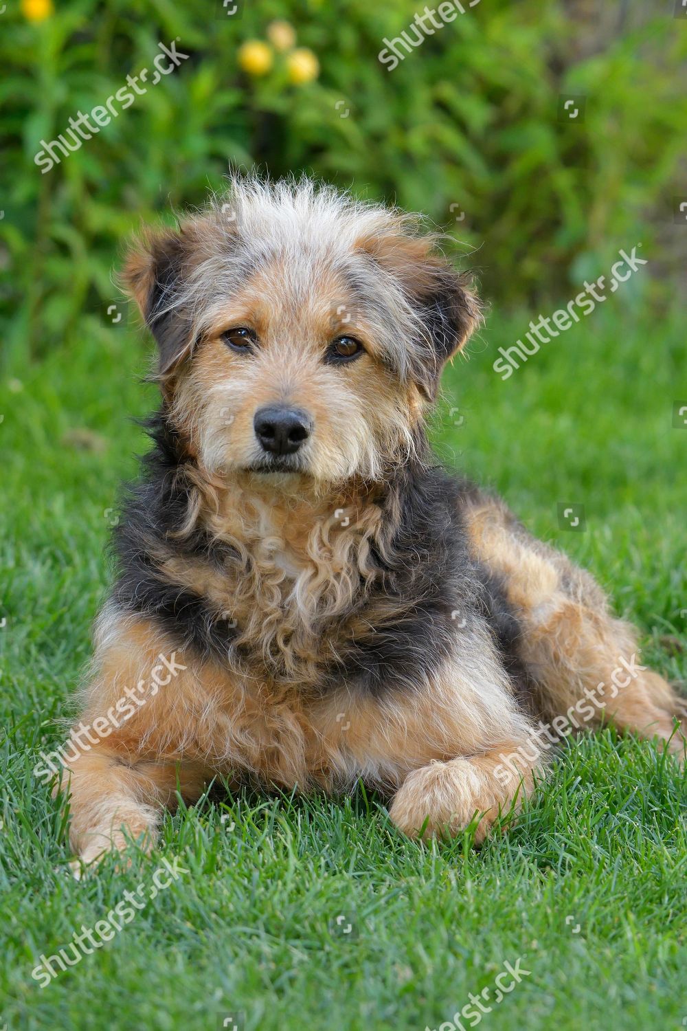Bosnian Coarsehaired Hound Barak Dog Canis Editorial Stock Photo ...