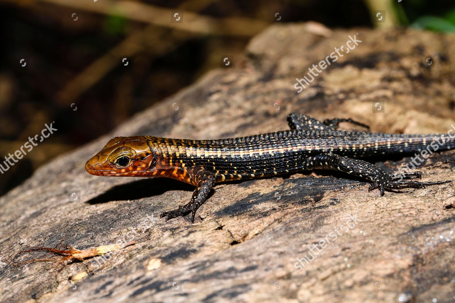 Western Girdled Lizard Zonosaurus Laticaudatus Ankify Editorial Stock ...