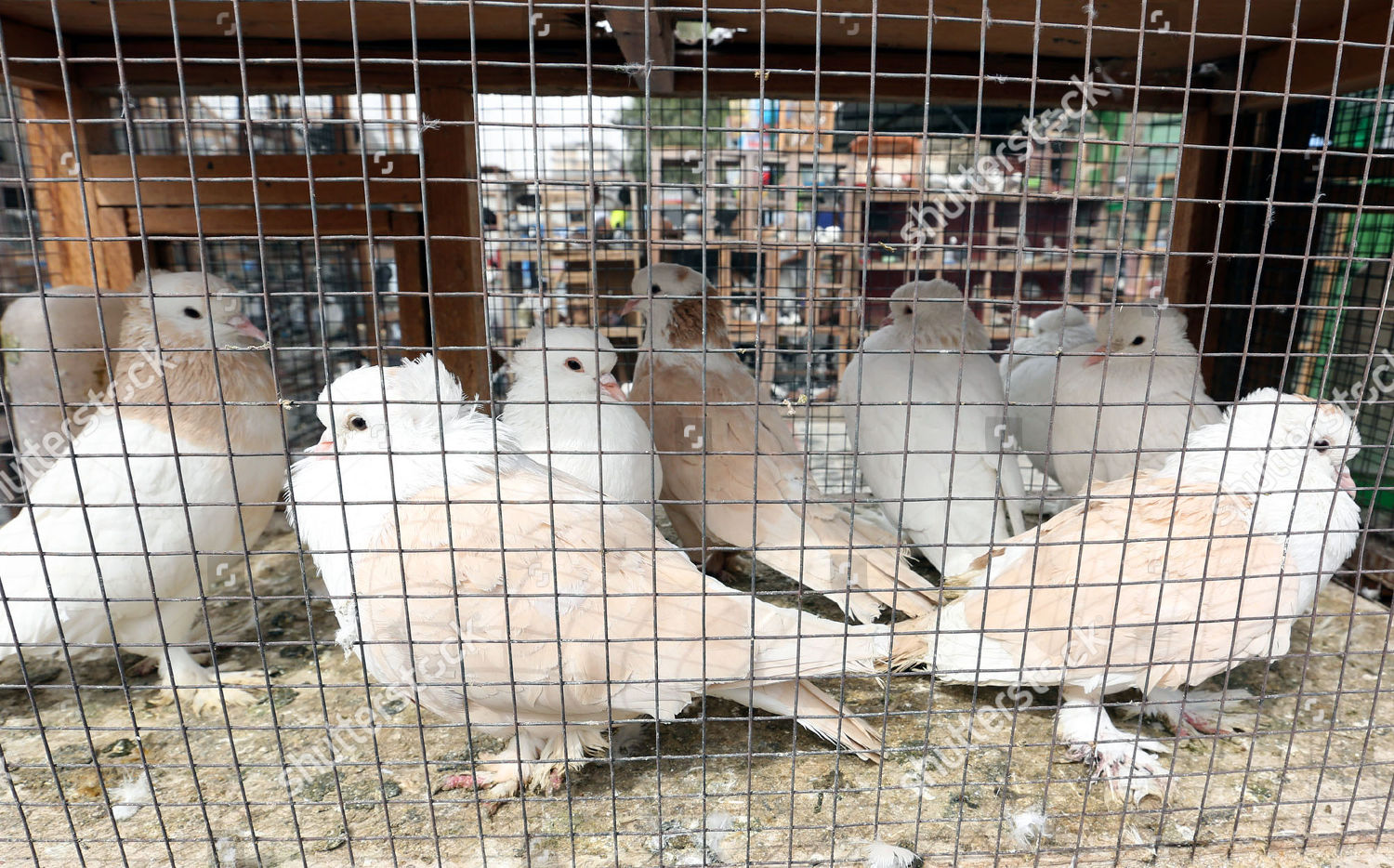 Doves On Display Sale Alghazel Market Editorial Stock Photo - Stock ...