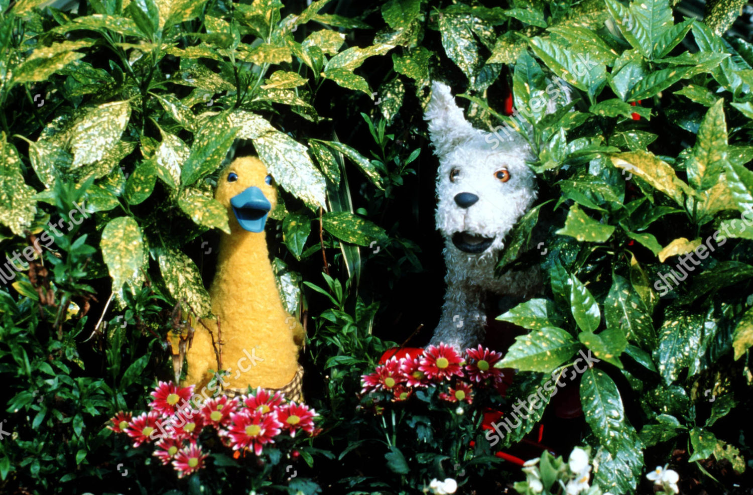 Dog Duck Citv 1999 - Foto de stock de contenido editorial: imagen de ...
