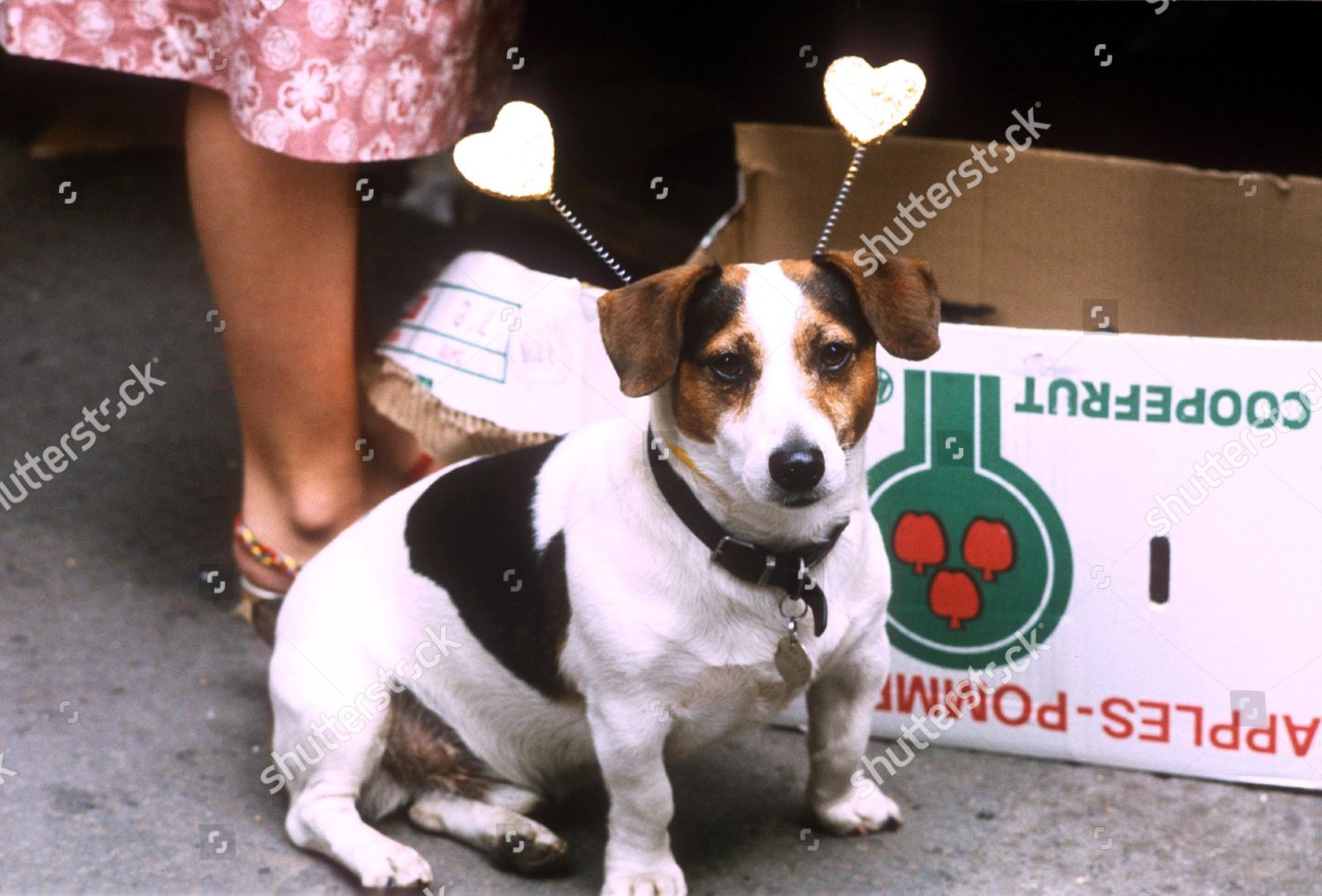 Dog Wearing Deely Bopper Editorial Stock Photo - Stock Image | Shutterstock