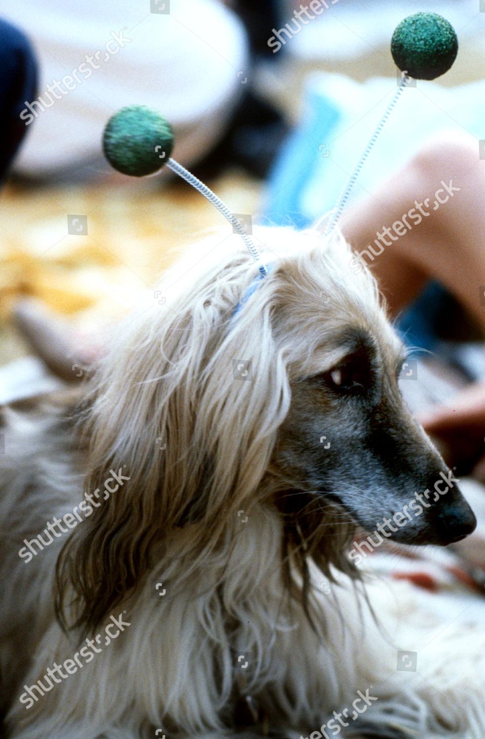 Deeley Bopper Editorial Stock Photo - Stock Image | Shutterstock