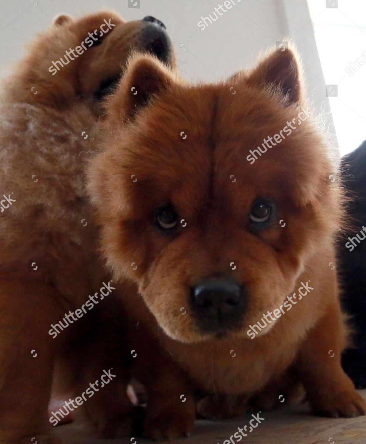 Two Chow Chow Dogs Await Their Editorial Stock Photo - Stock Image ...