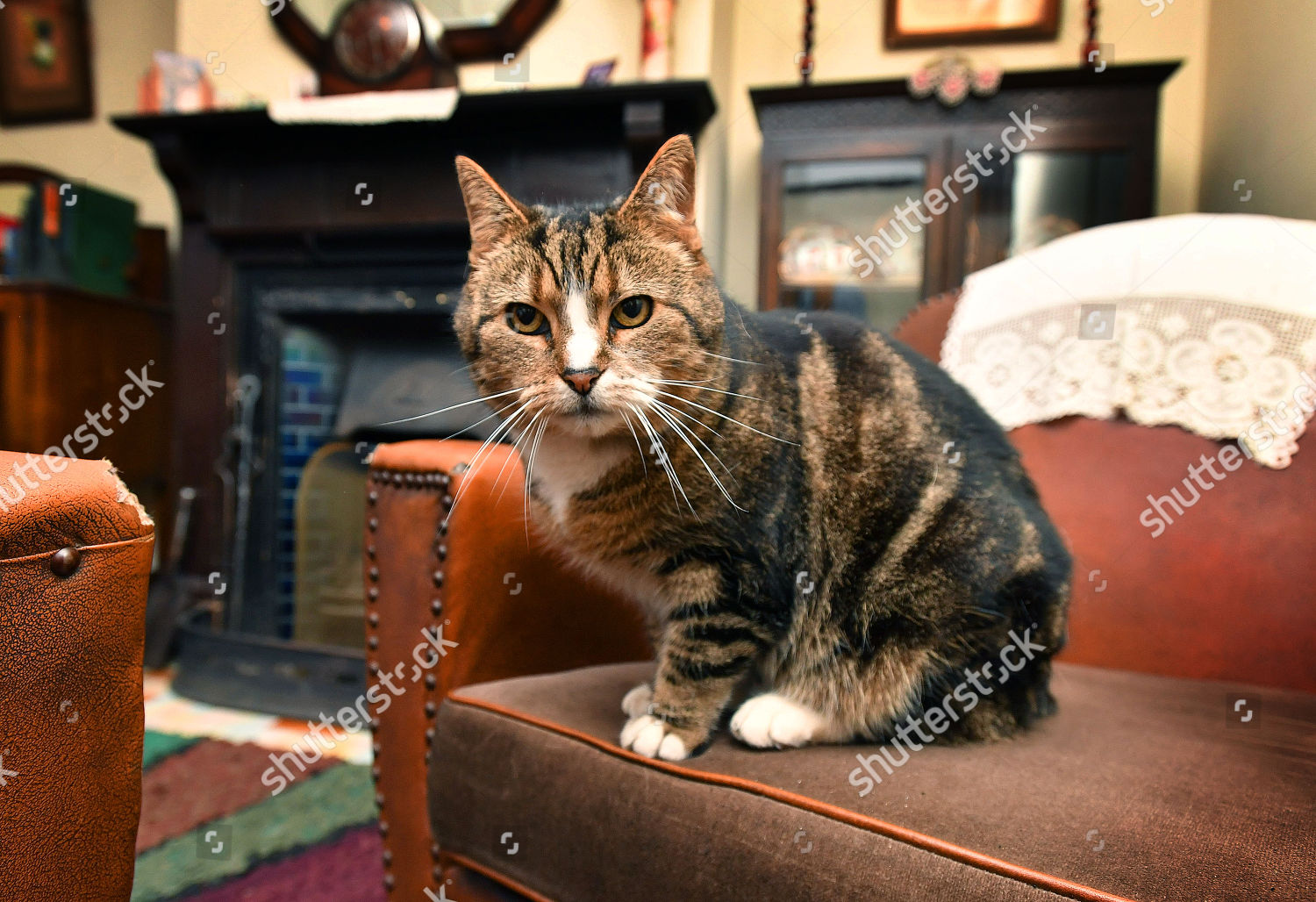 SNITCH' CAT WEEKENDER-'SNITCH' PICTURED 1940'S HOUSE Editorial Stock ...