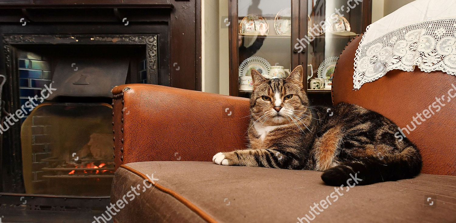 Snitch Cat Weekendersnitch Cat Pictured 1940s Editorial Stock Photo ...