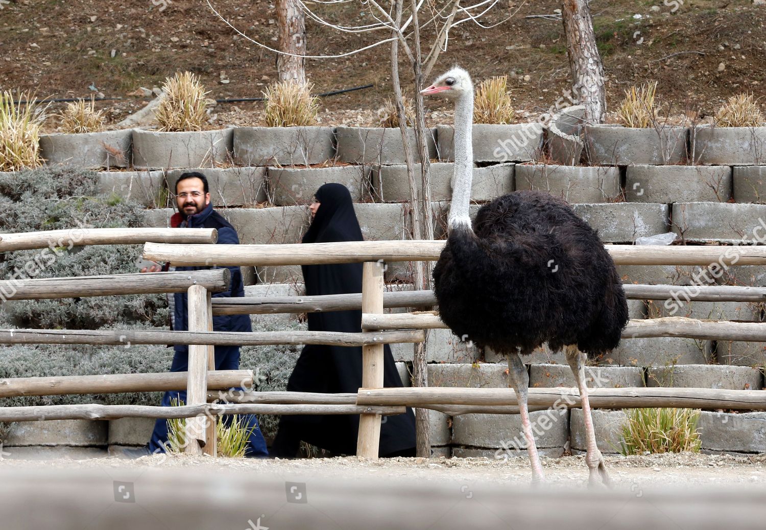 Iranian Couple Look Ostriche Tehran Bird Editorial Stock Photo - Stock ...