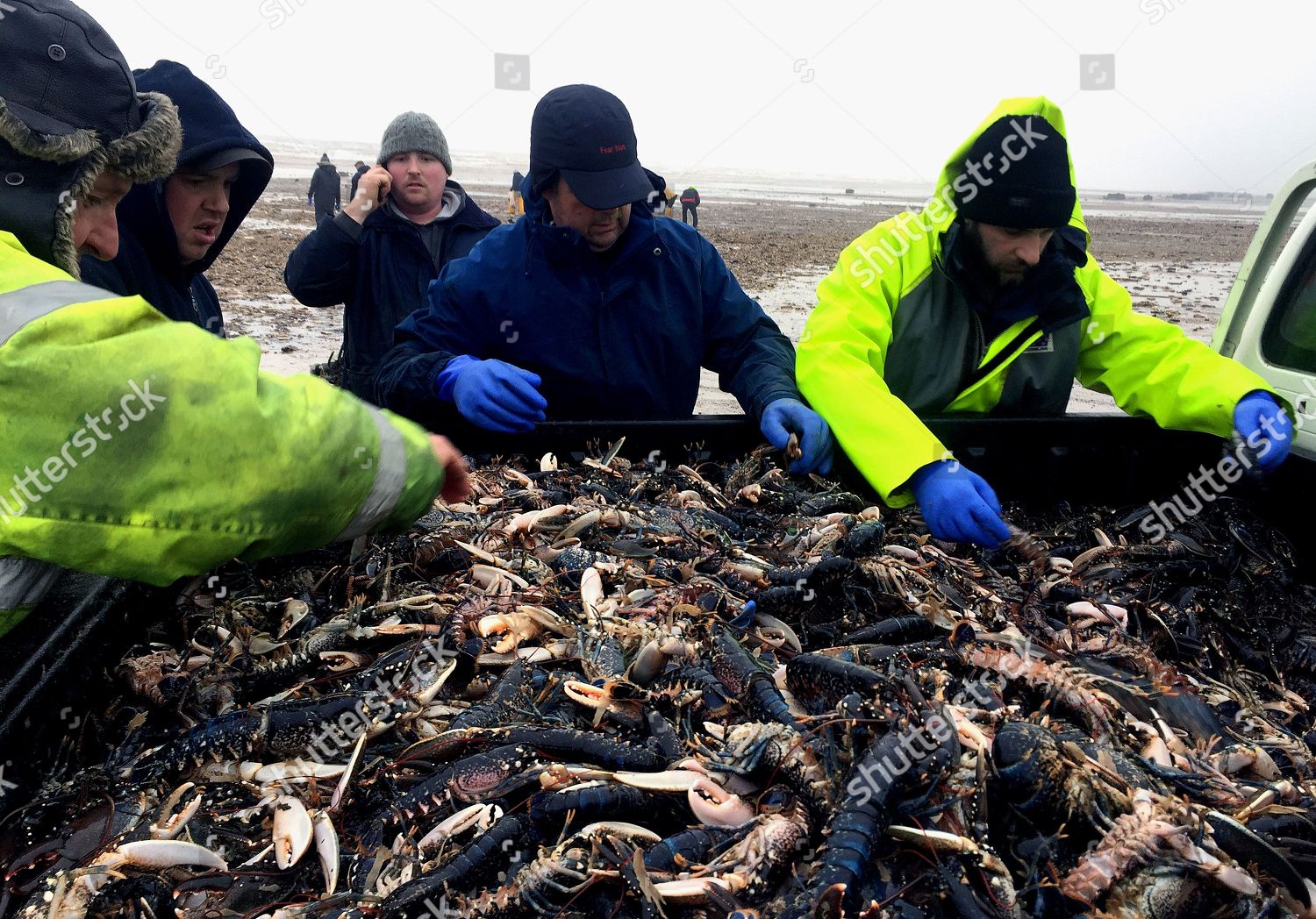 Devastating Scenes Show Millions Sea Creatures Editorial Stock Photo ...