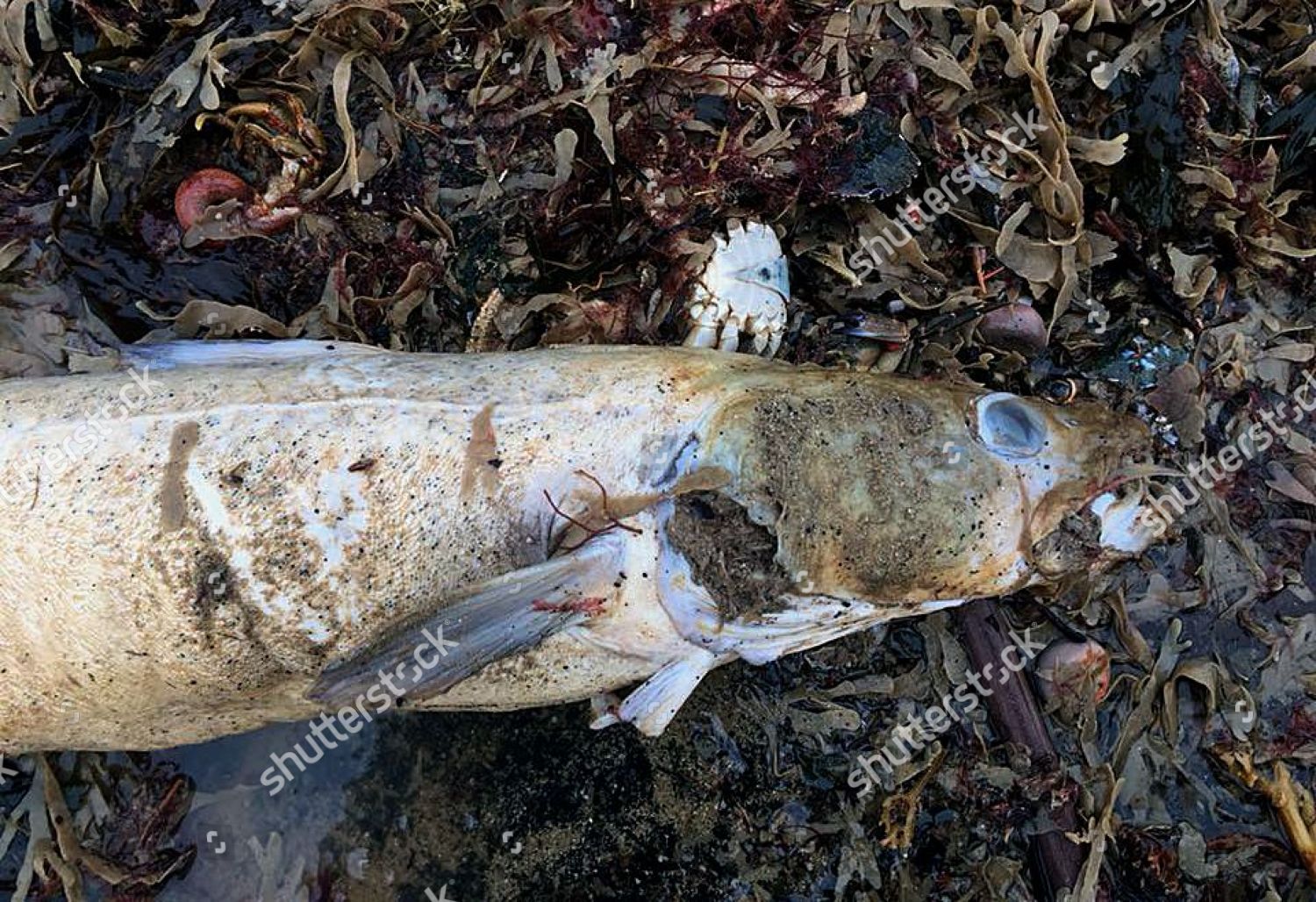 Devastating Scenes Show Millions Sea Creatures Editorial Stock Photo ...