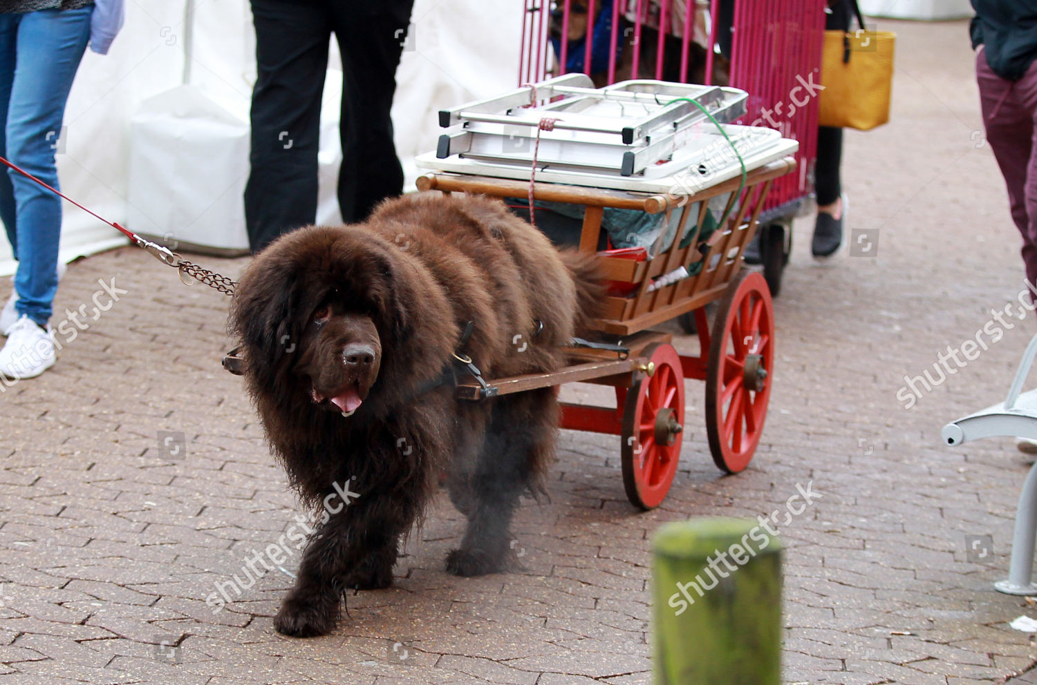 Dog Pulling Cart Editorial Stock Photo - Stock Image | Shutterstock