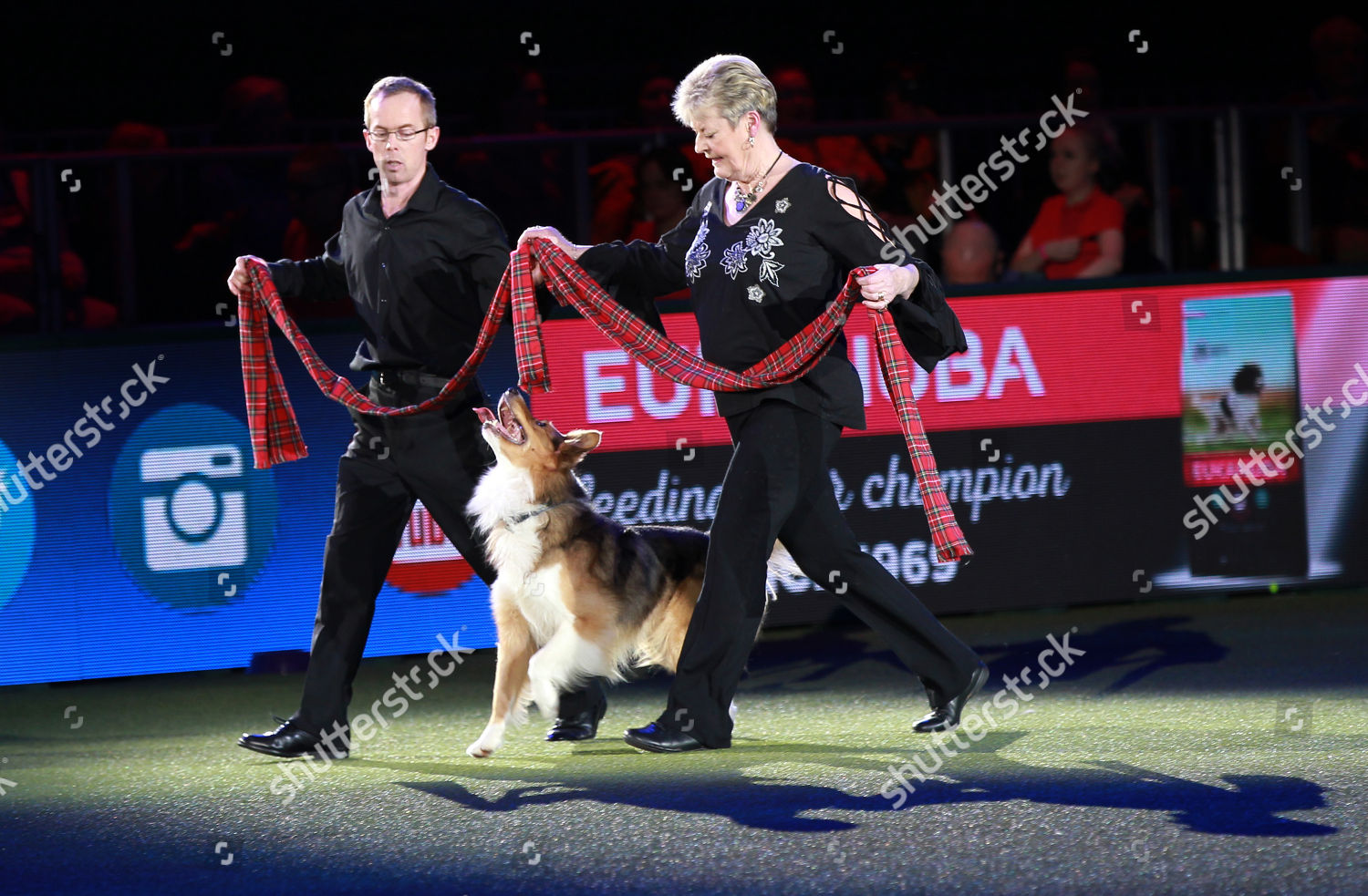 Mary Ray Her Border Collies Editorial Stock Photo - Stock Image ...