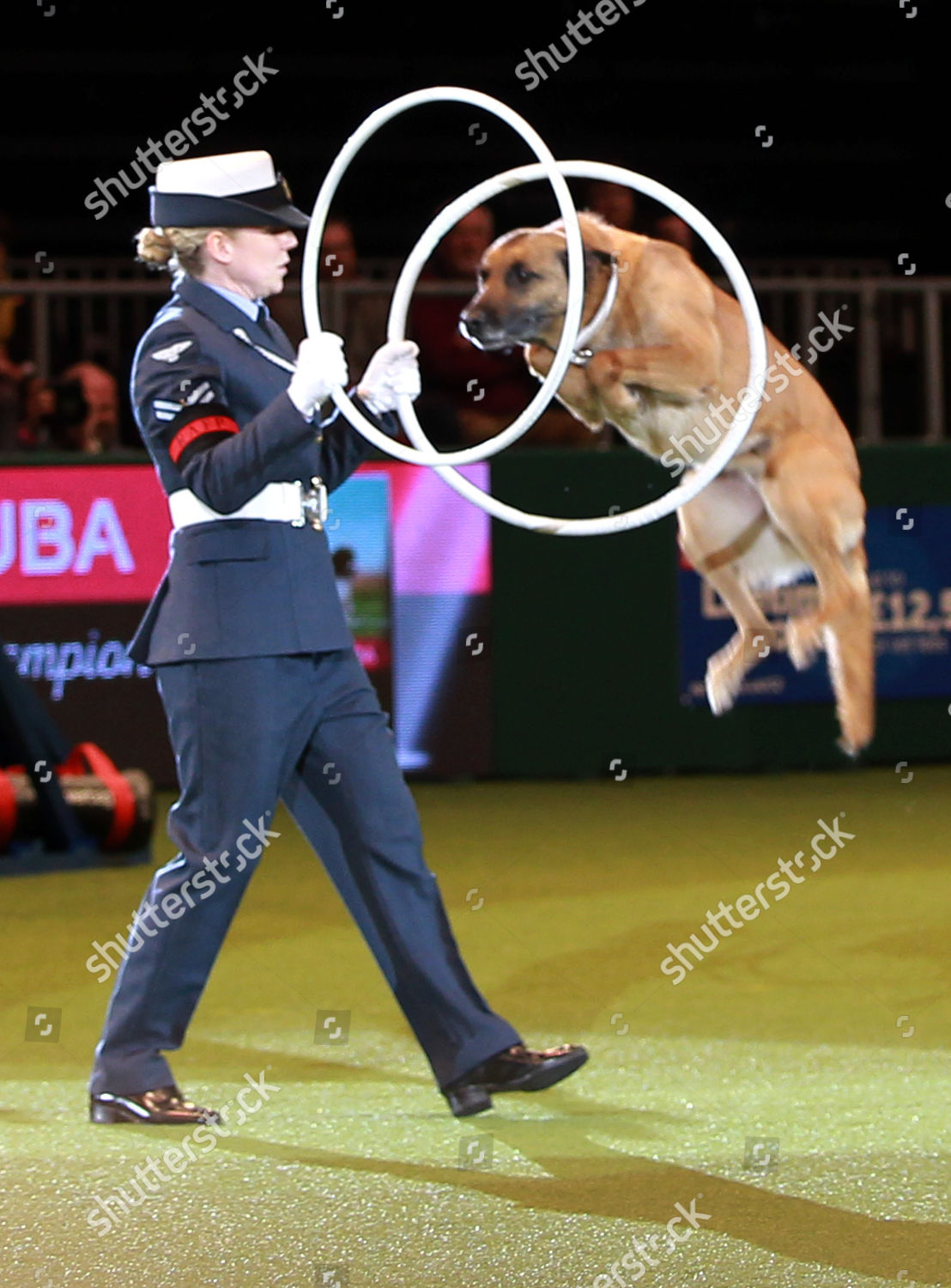 Raf Police Dog Display Editorial Stock Photo - Stock Image | Shutterstock