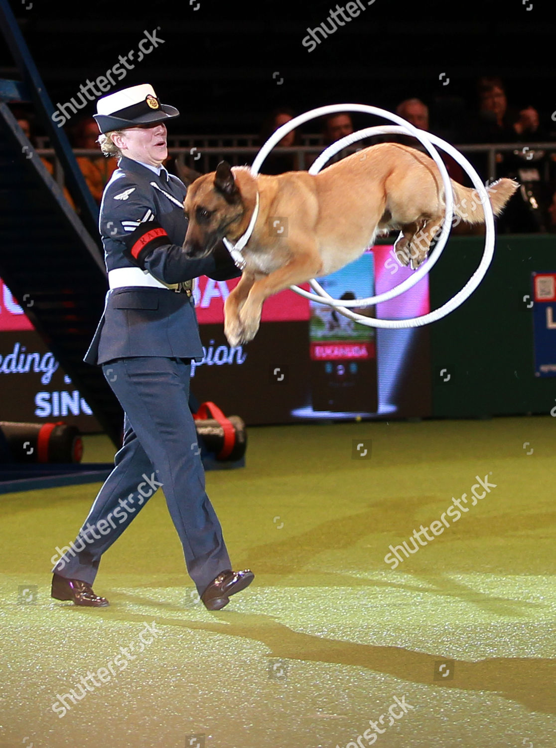 Raf Police Dog Display Editorial Stock Photo - Stock Image | Shutterstock