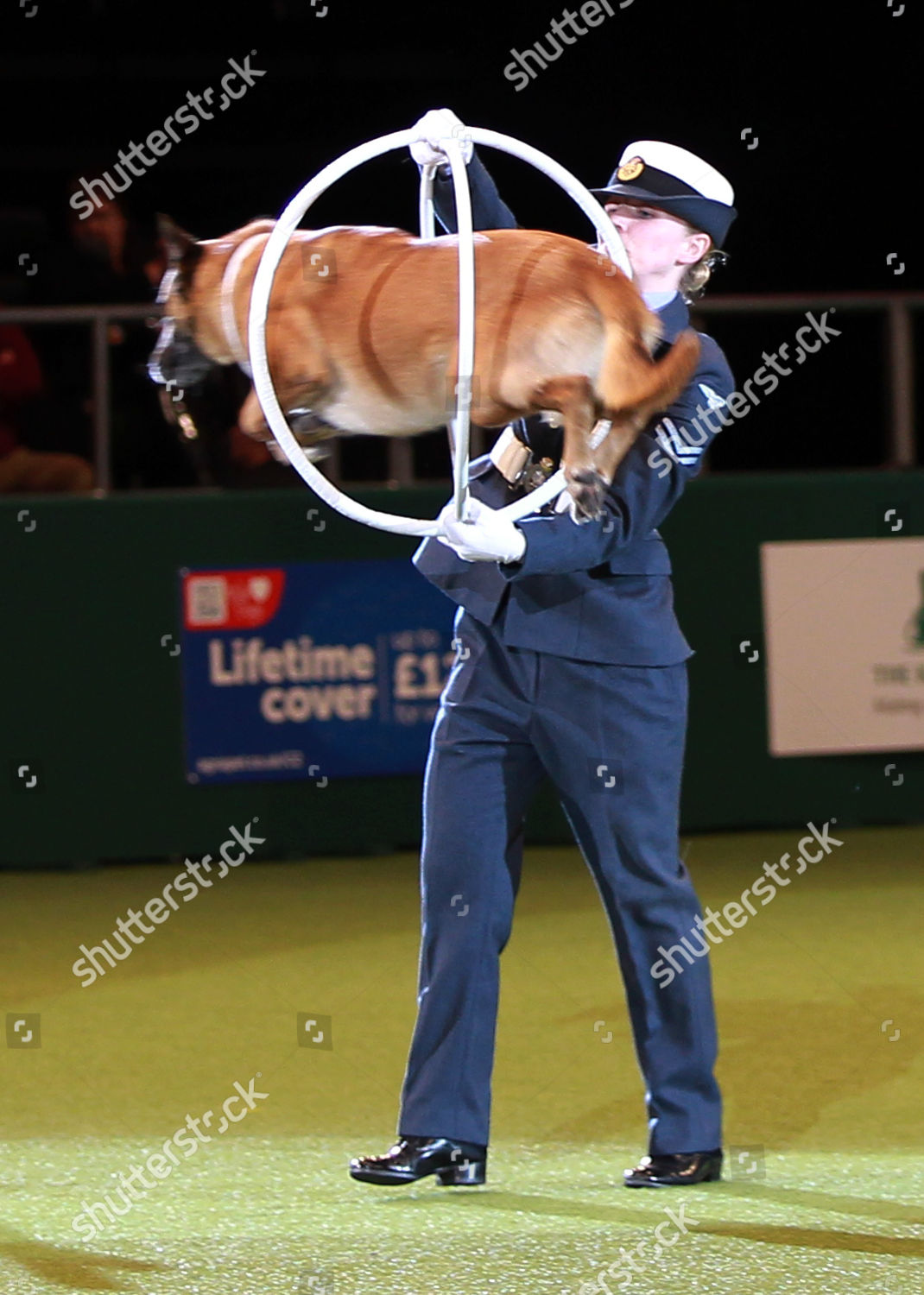 Raf Police Dog Display Editorial Stock Photo - Stock Image | Shutterstock