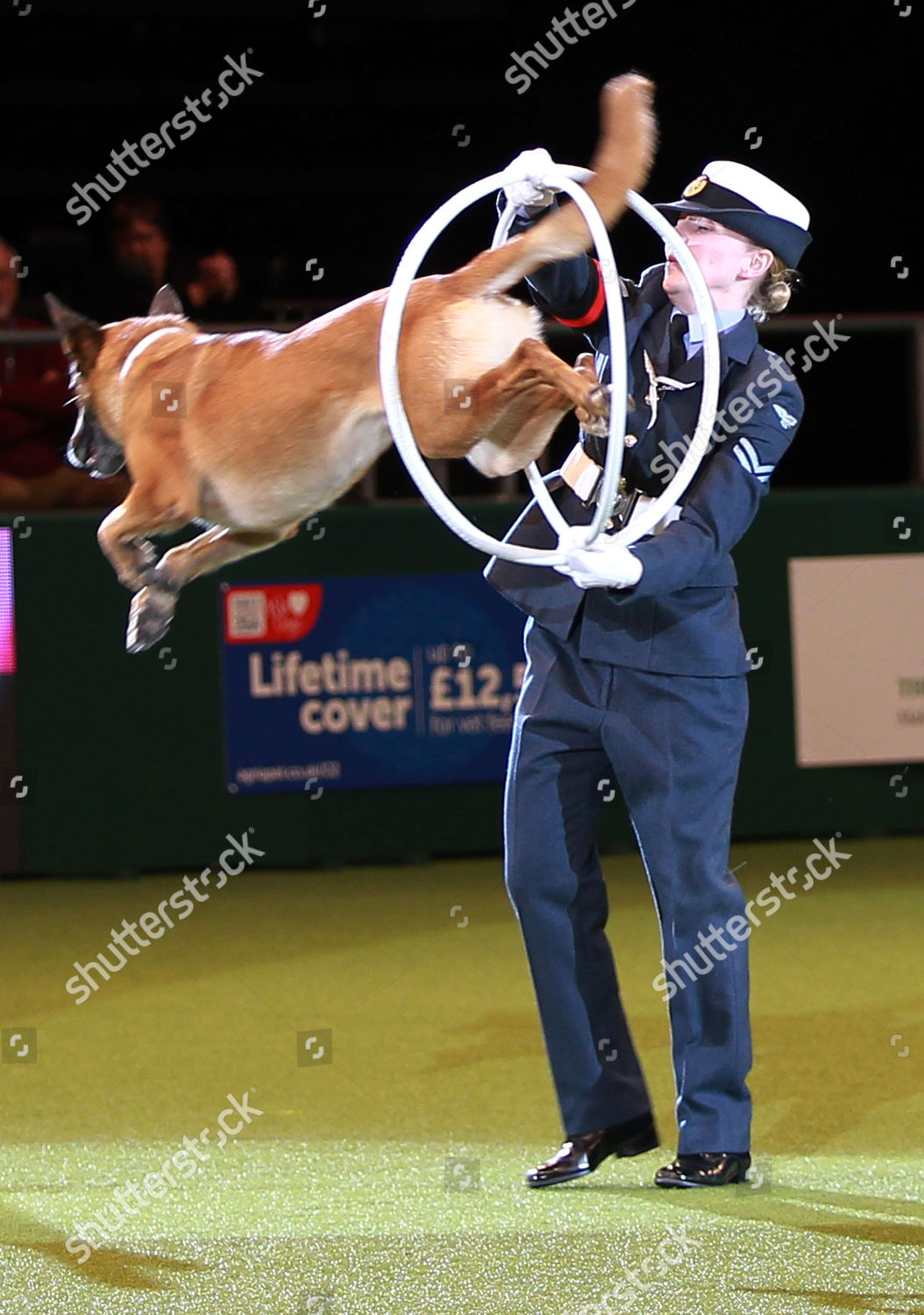 Raf Police Dog Display Editorial Stock Photo - Stock Image | Shutterstock